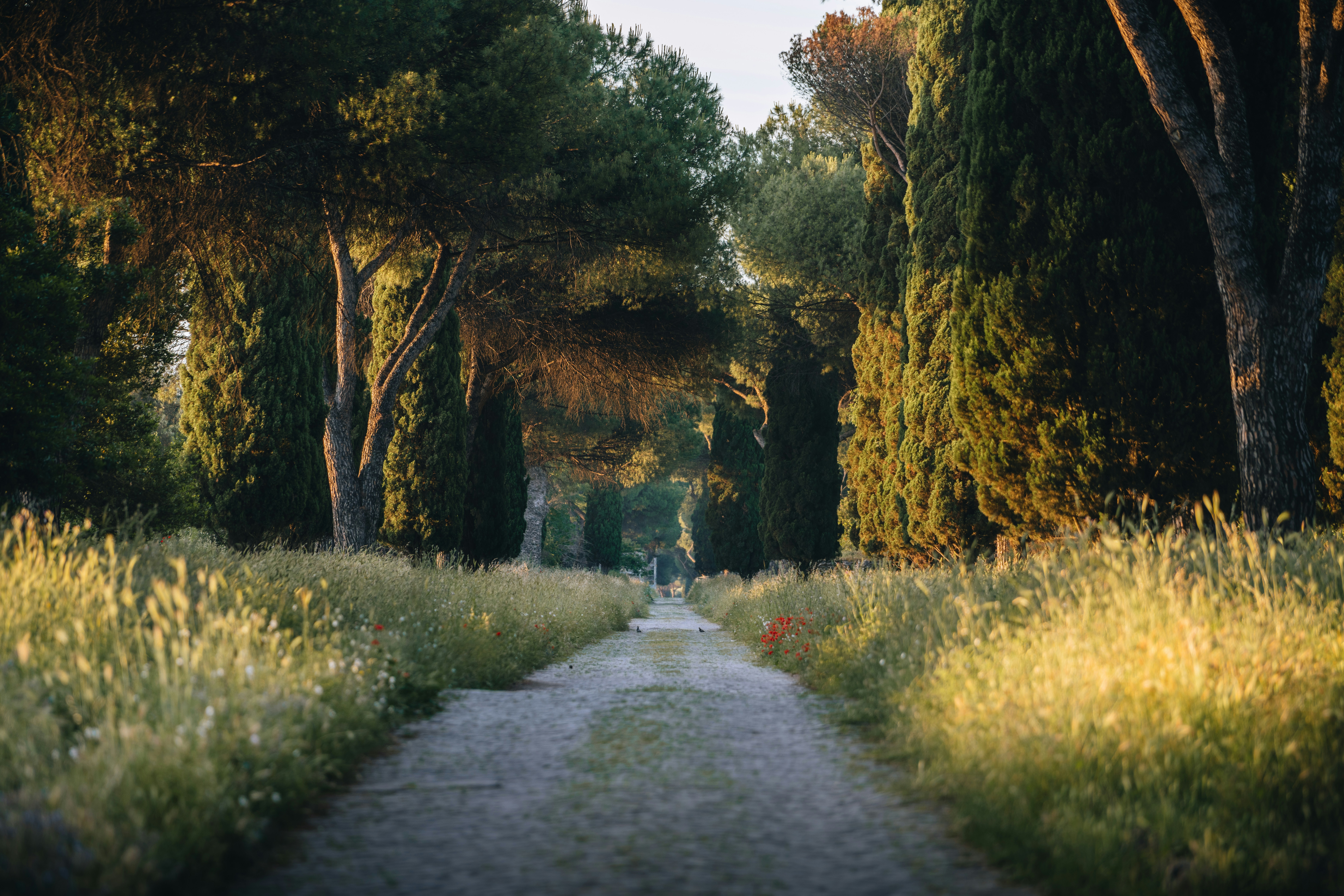 Sunlit Wheelpath: A Quiet Era Painted in Sun and Shadow