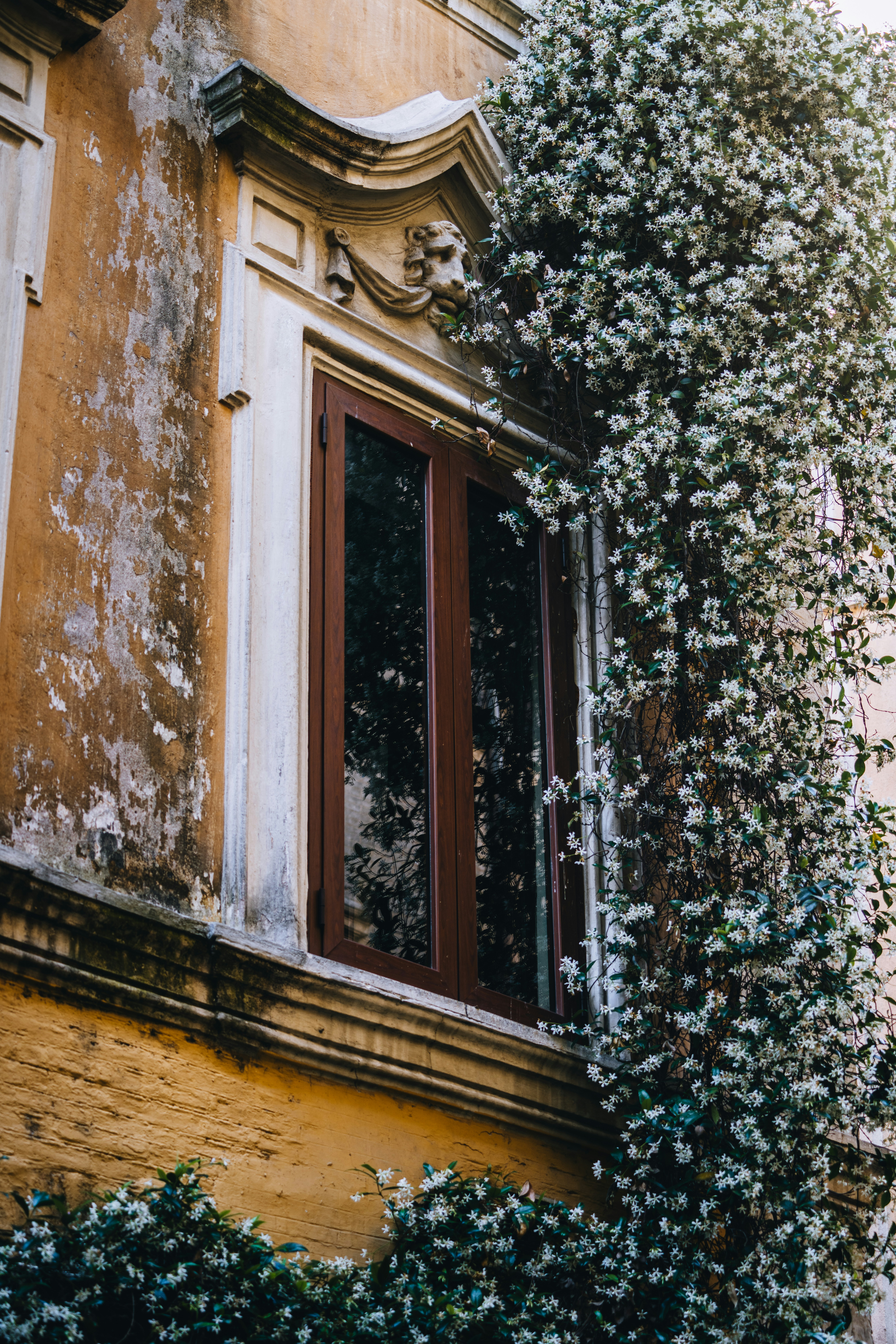 Sunlit Window Framed by A cascade of white blossoms on a weathered facade