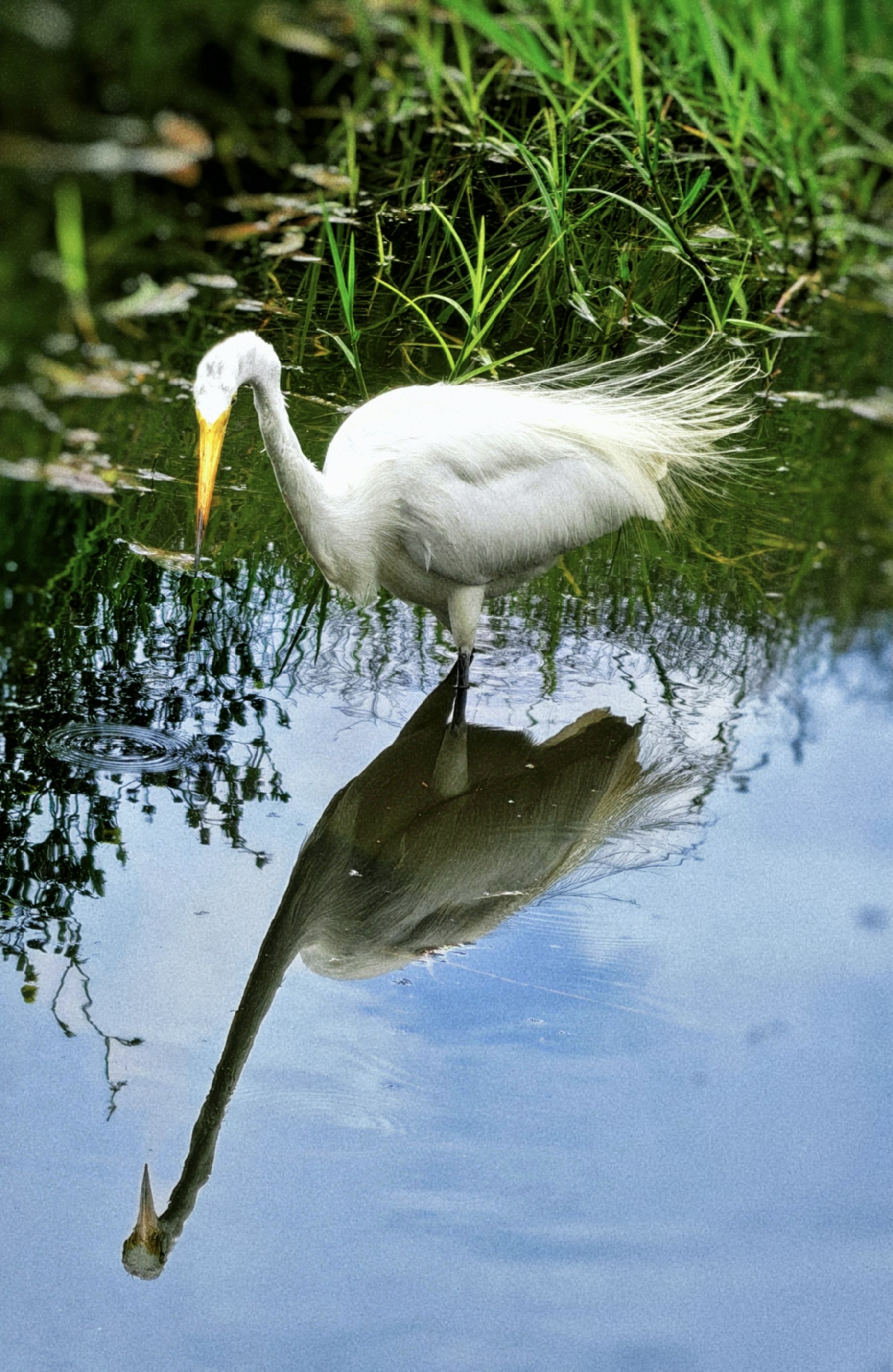 Elegant white heron stands in shallow water, its beak near the surface and a clear reflection mirrored in the calm pool.