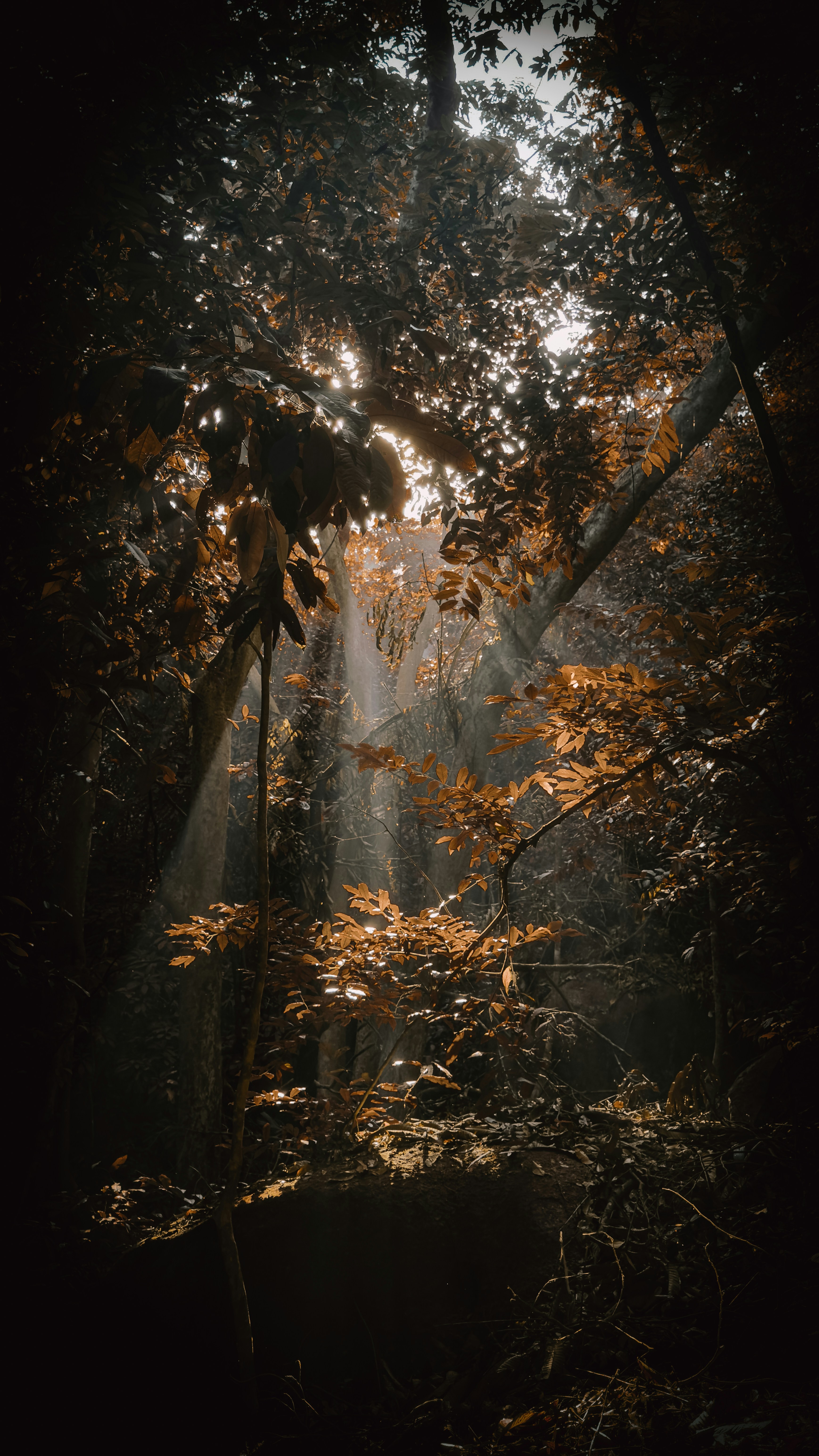 Sunlit Veil Through an Autumn Forest