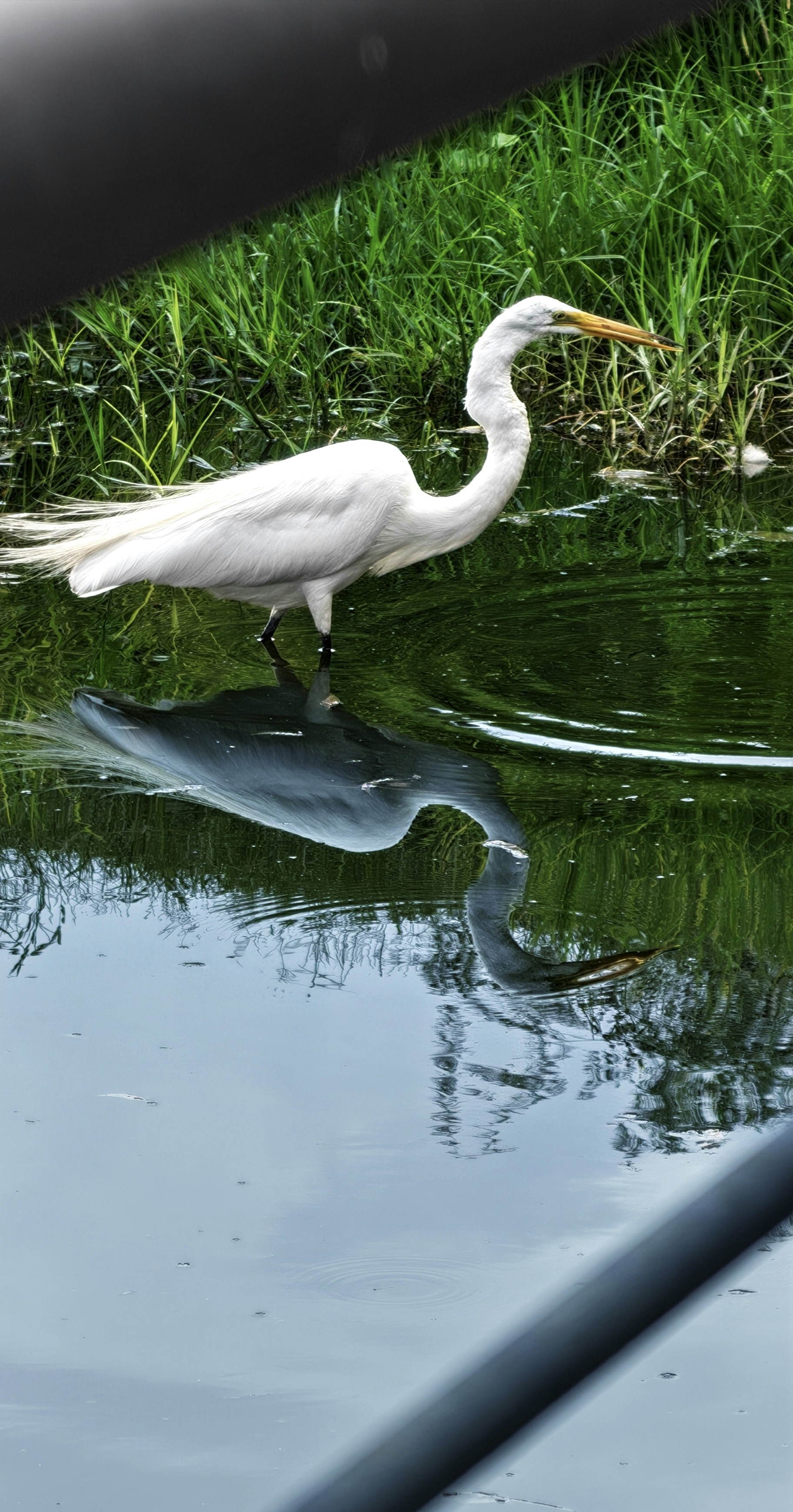 Heron in Still Water: A Silent Glance Across the Wetland