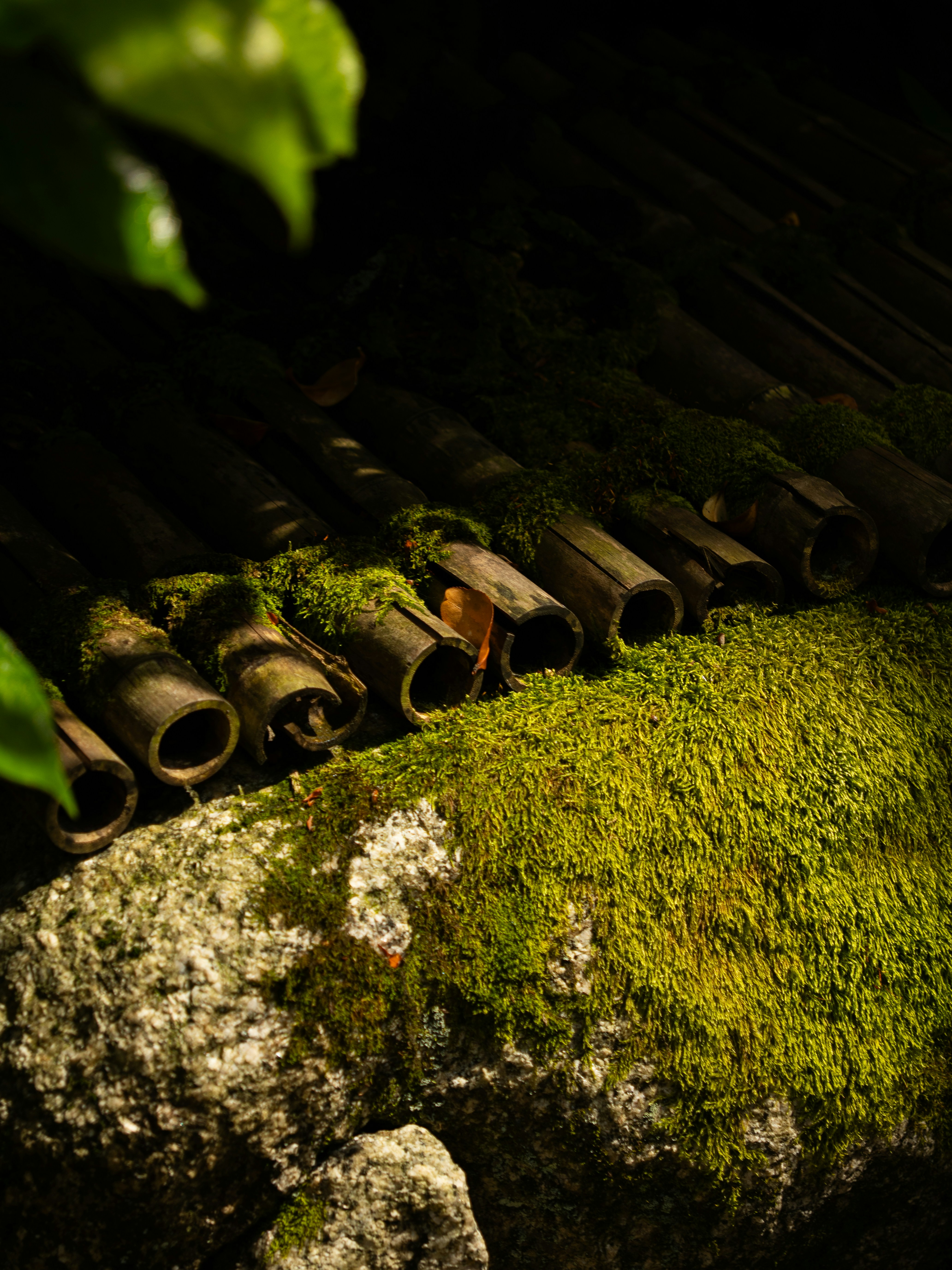 Moss-Cedared Roof Tiles: A Quiet Moment of Green Texture