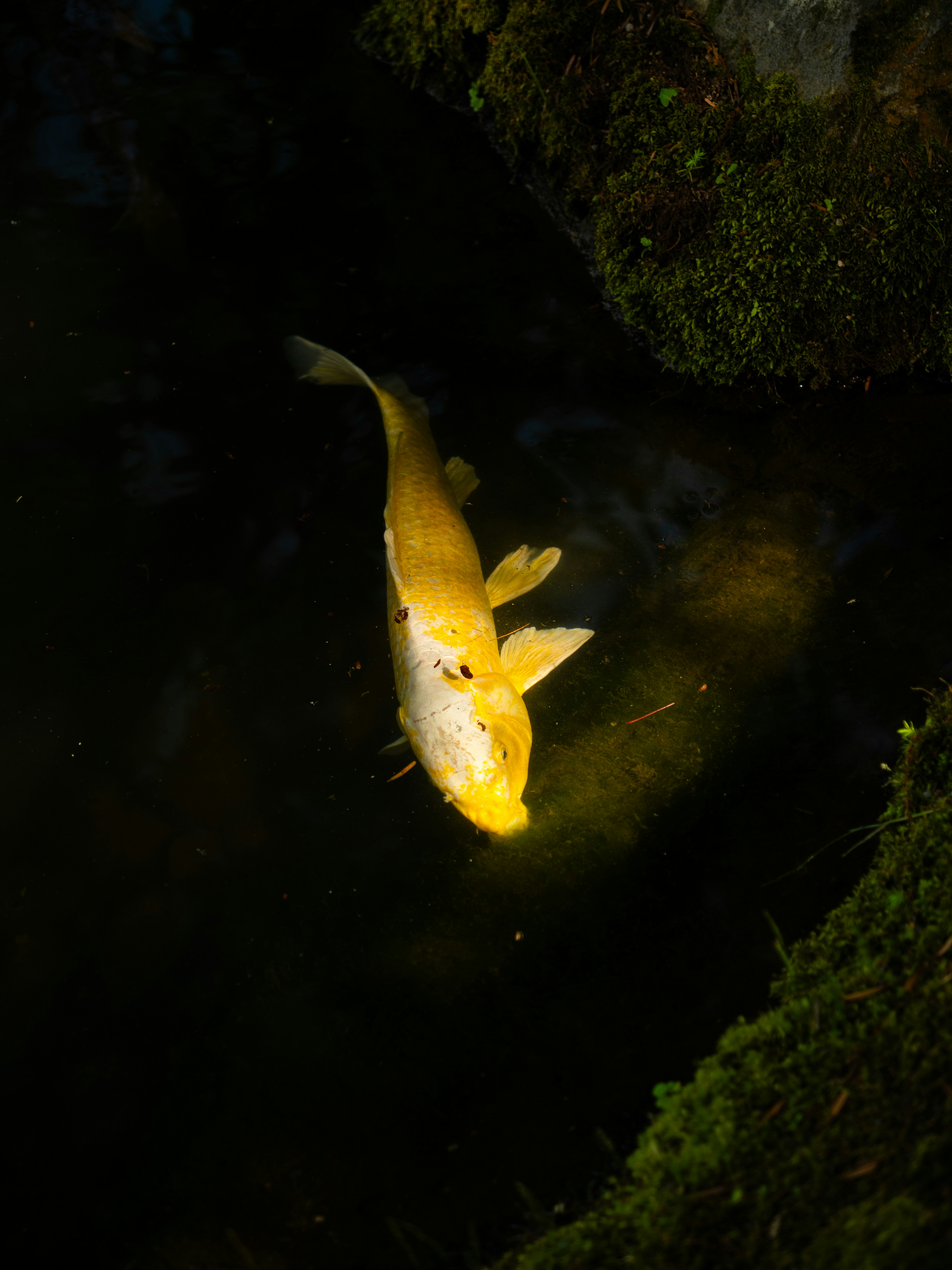 Golden koi gliding through a moonlit pond
