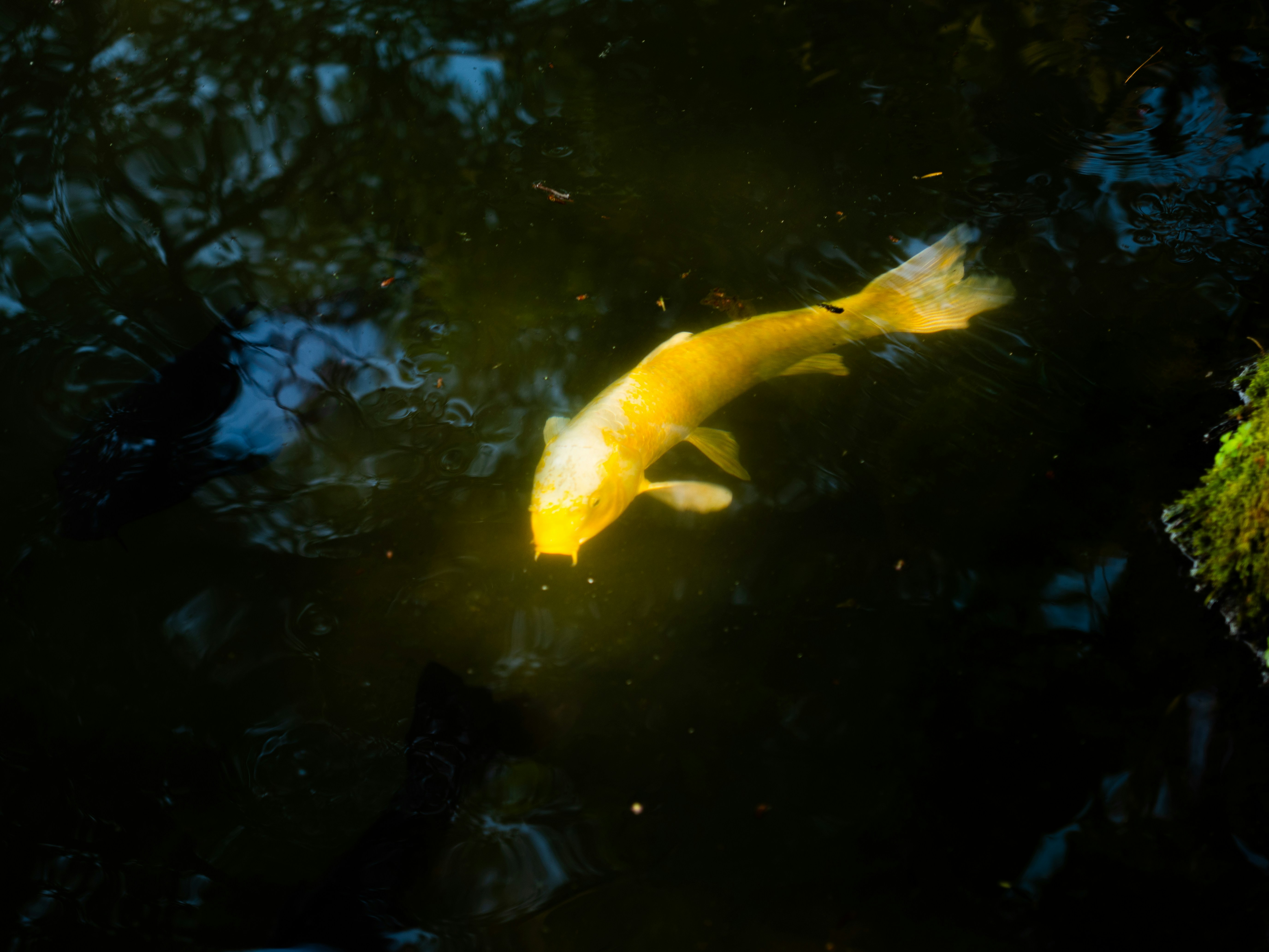 Goldfish in a Quiet Pond: Lamplight of the Silent Swim