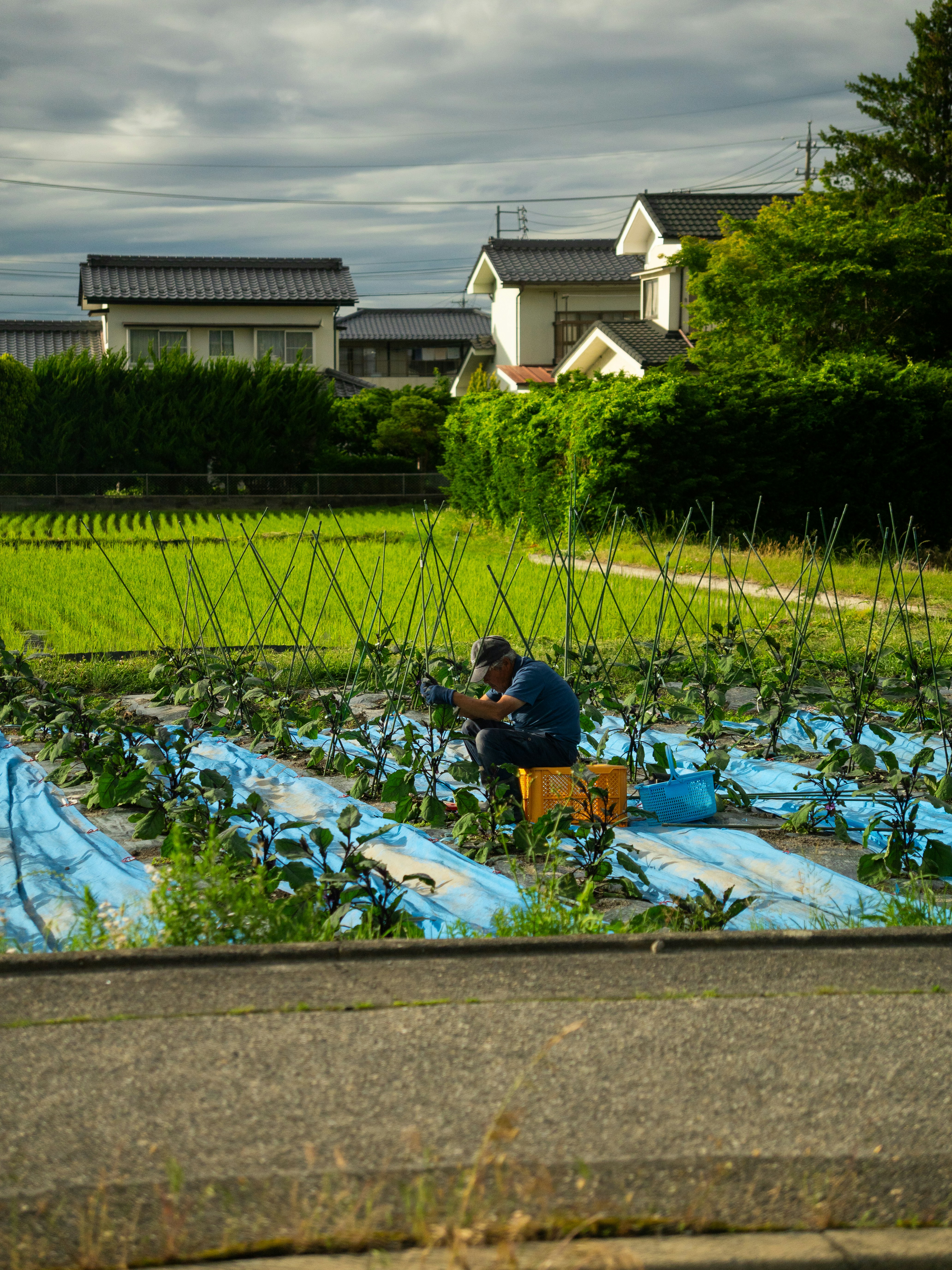 Harvest Meeting in a Green Corridor