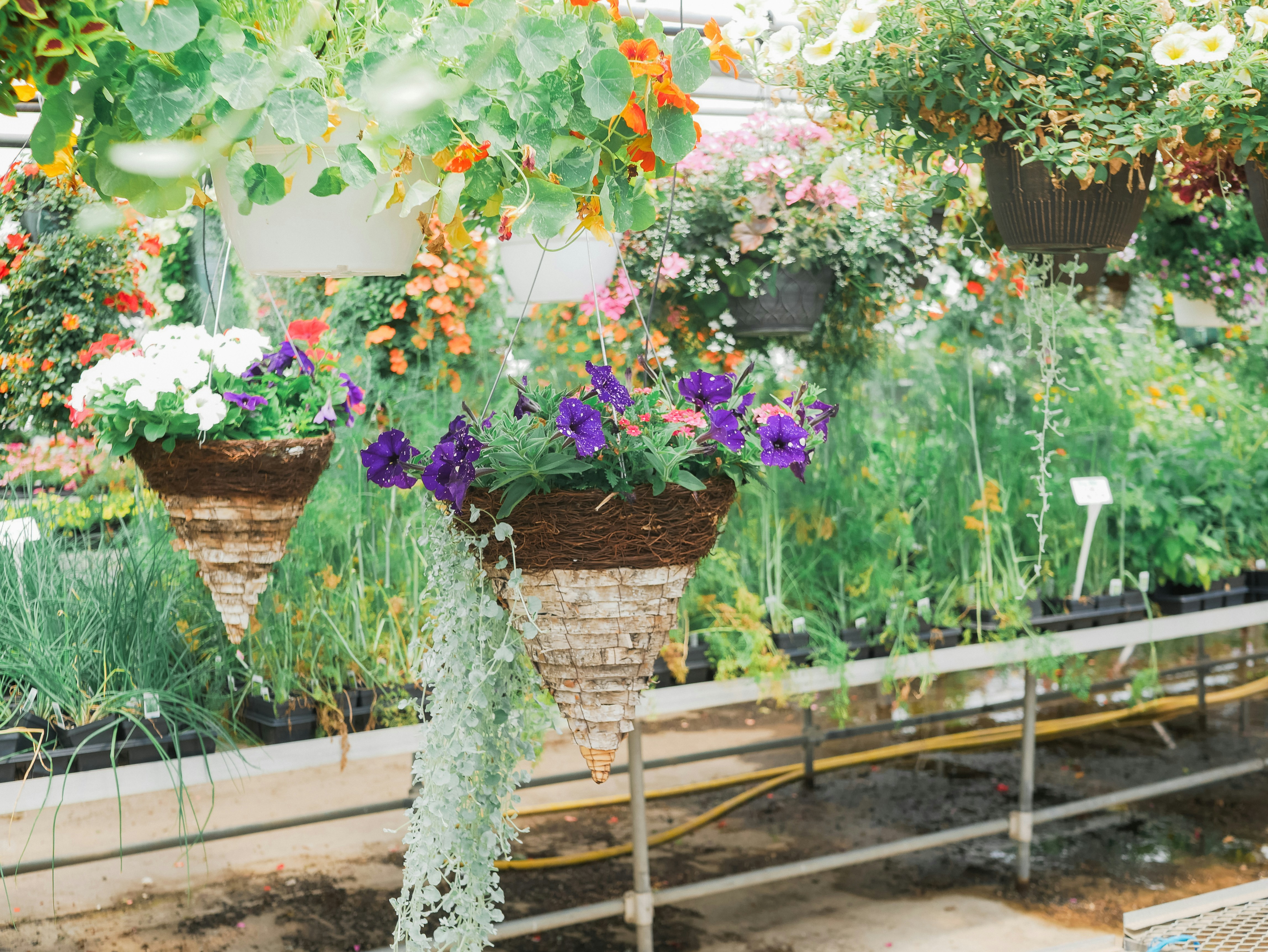 Hanging baskets with colorful flowers in a plant nursery.