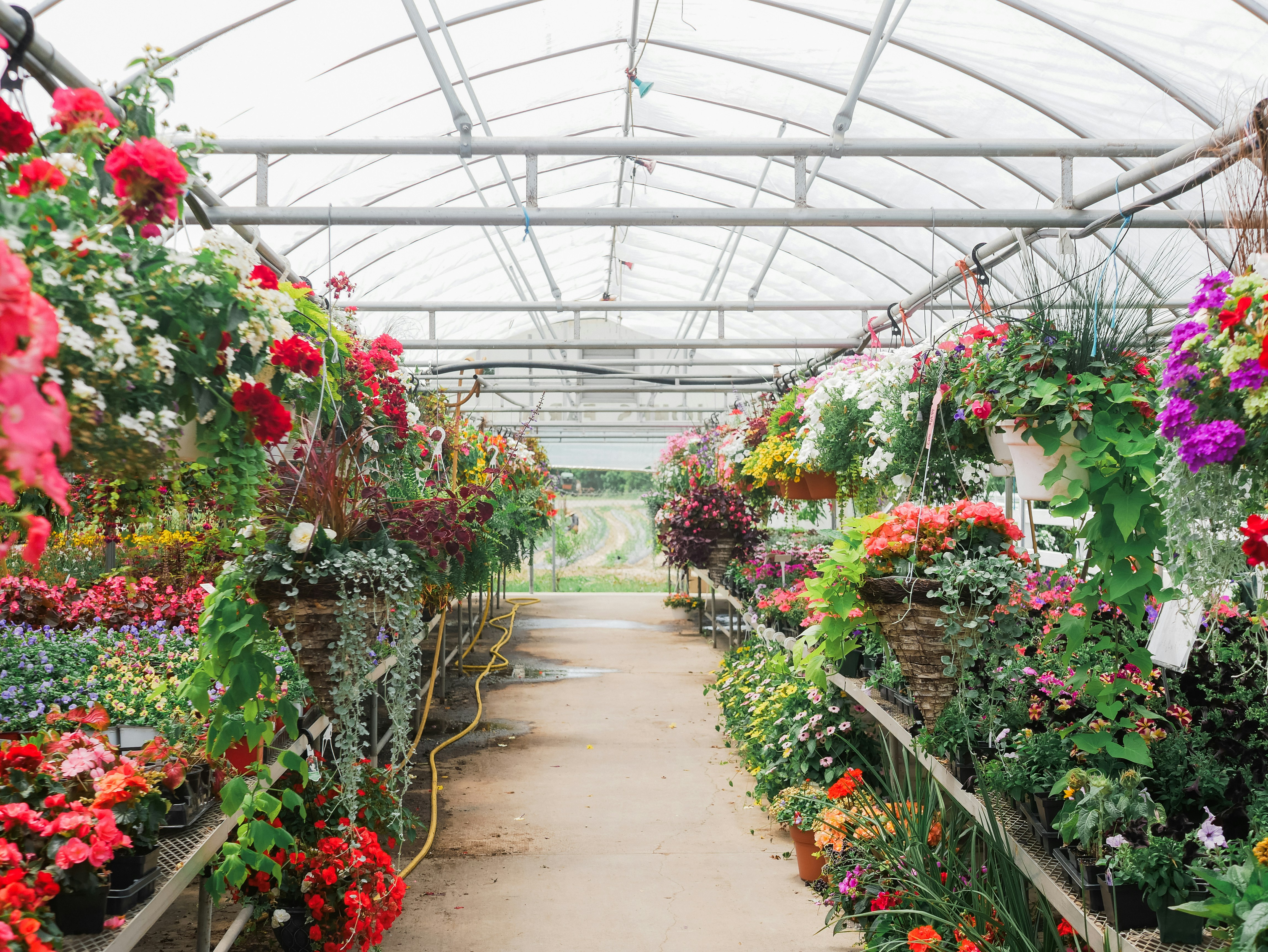 Greenhouse interior filled with vibrant flowering plants and a pathway.