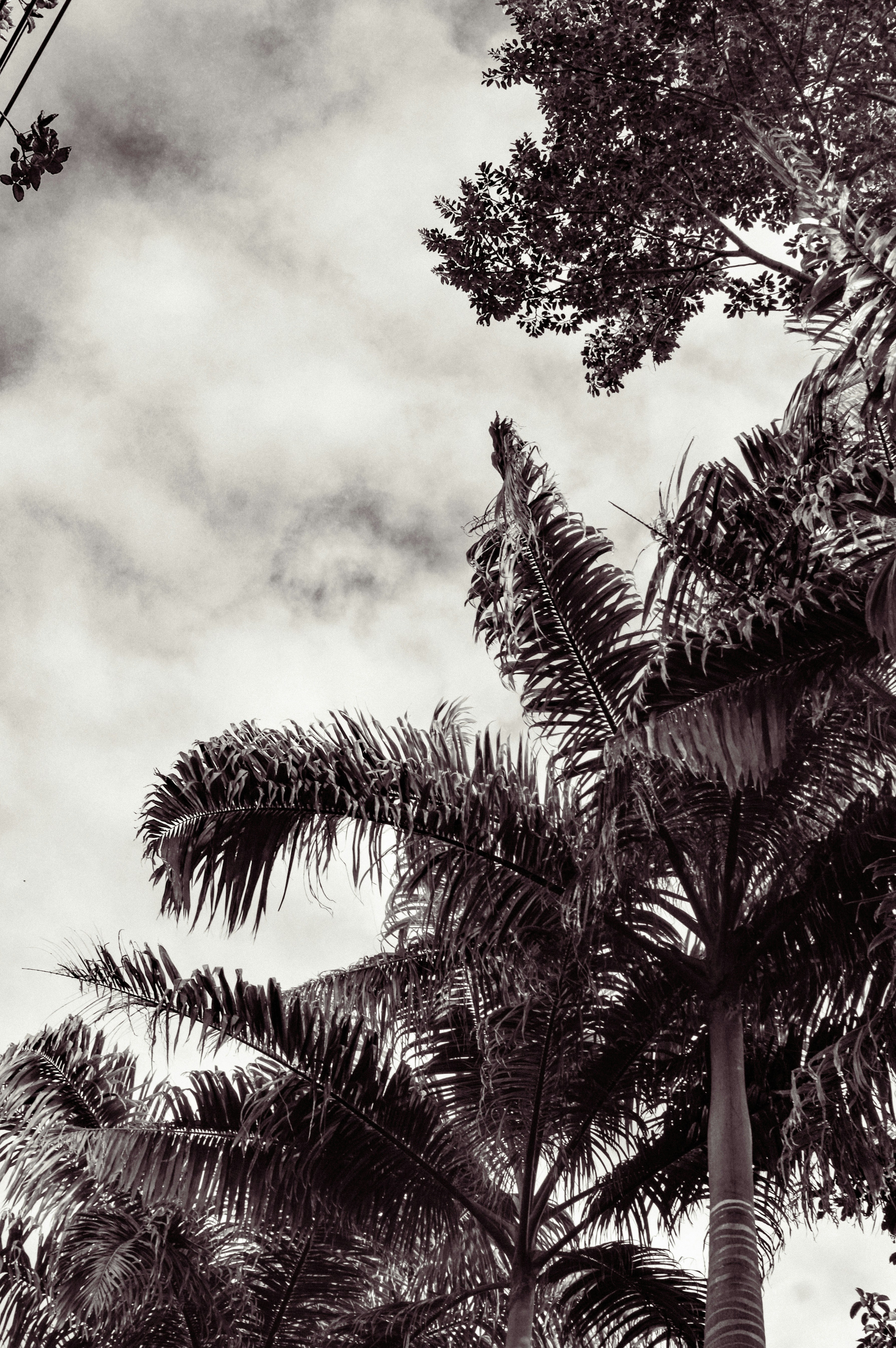 Palm Canopy Against a Clouded Sky in Monochrome