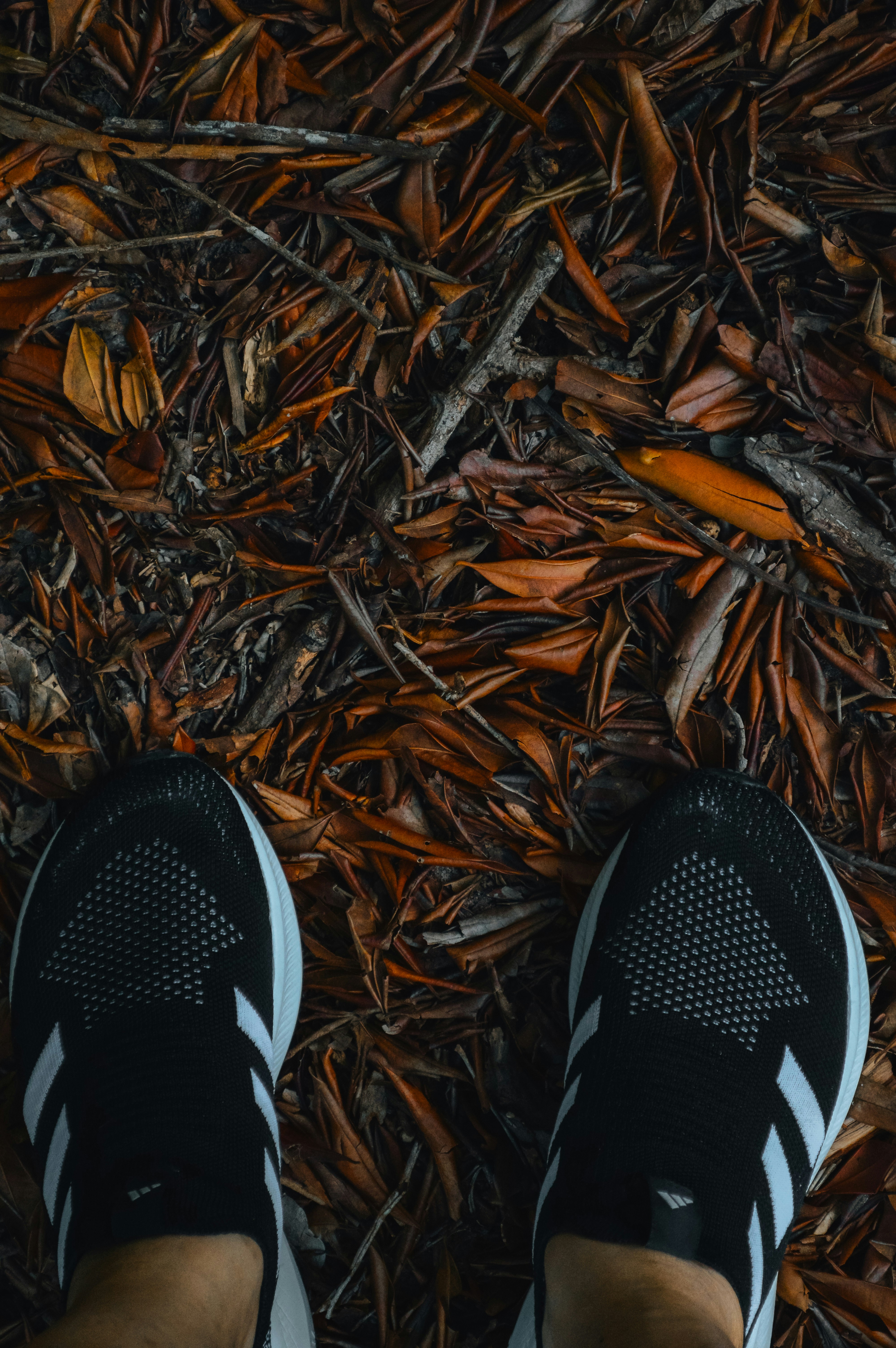 Stride Through Autumn: Clove-Leaf Path Beneath Athletic Shoes