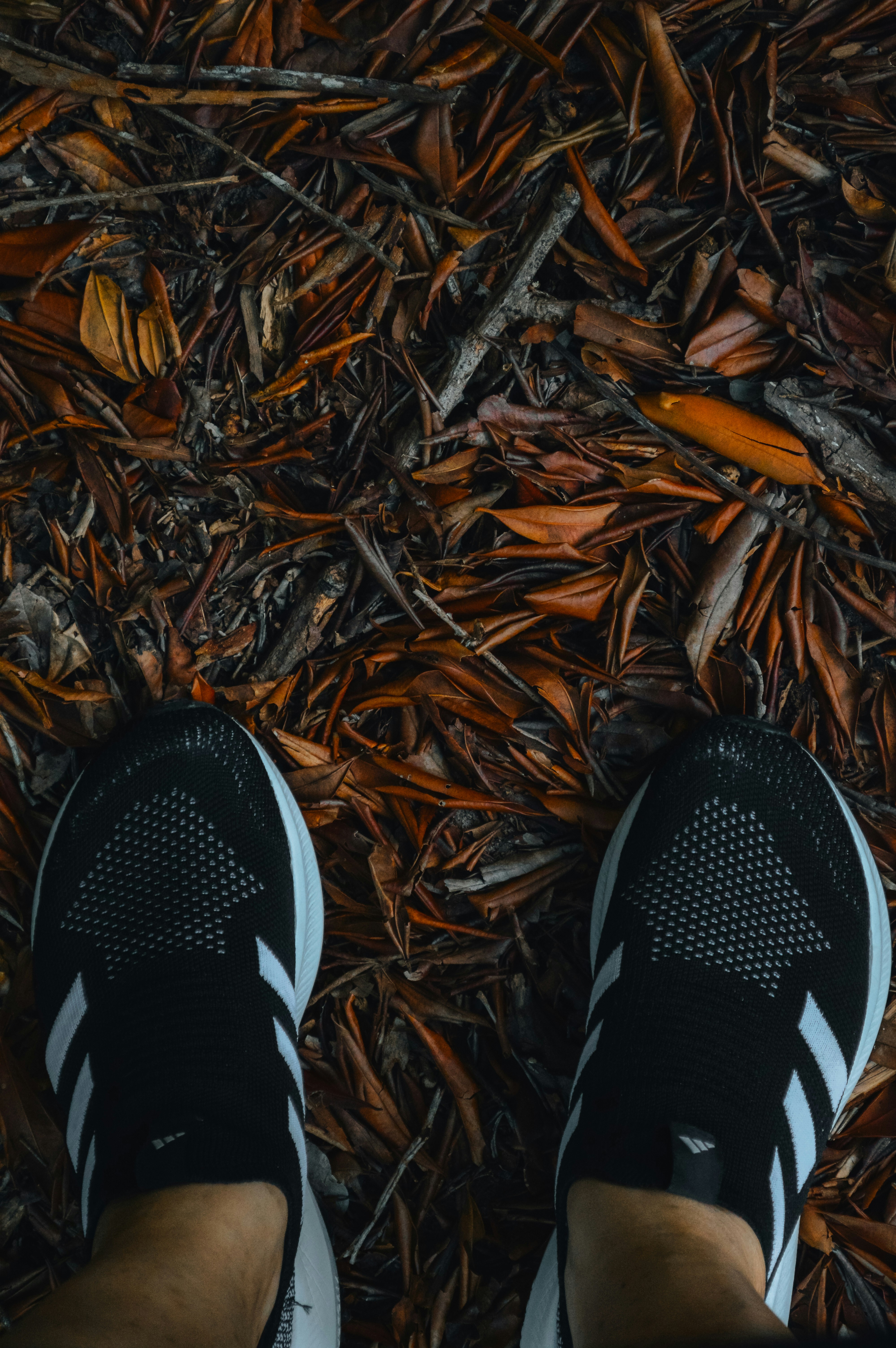 Footwear on Autumn Leaf Bed: A Low Perspective Walk