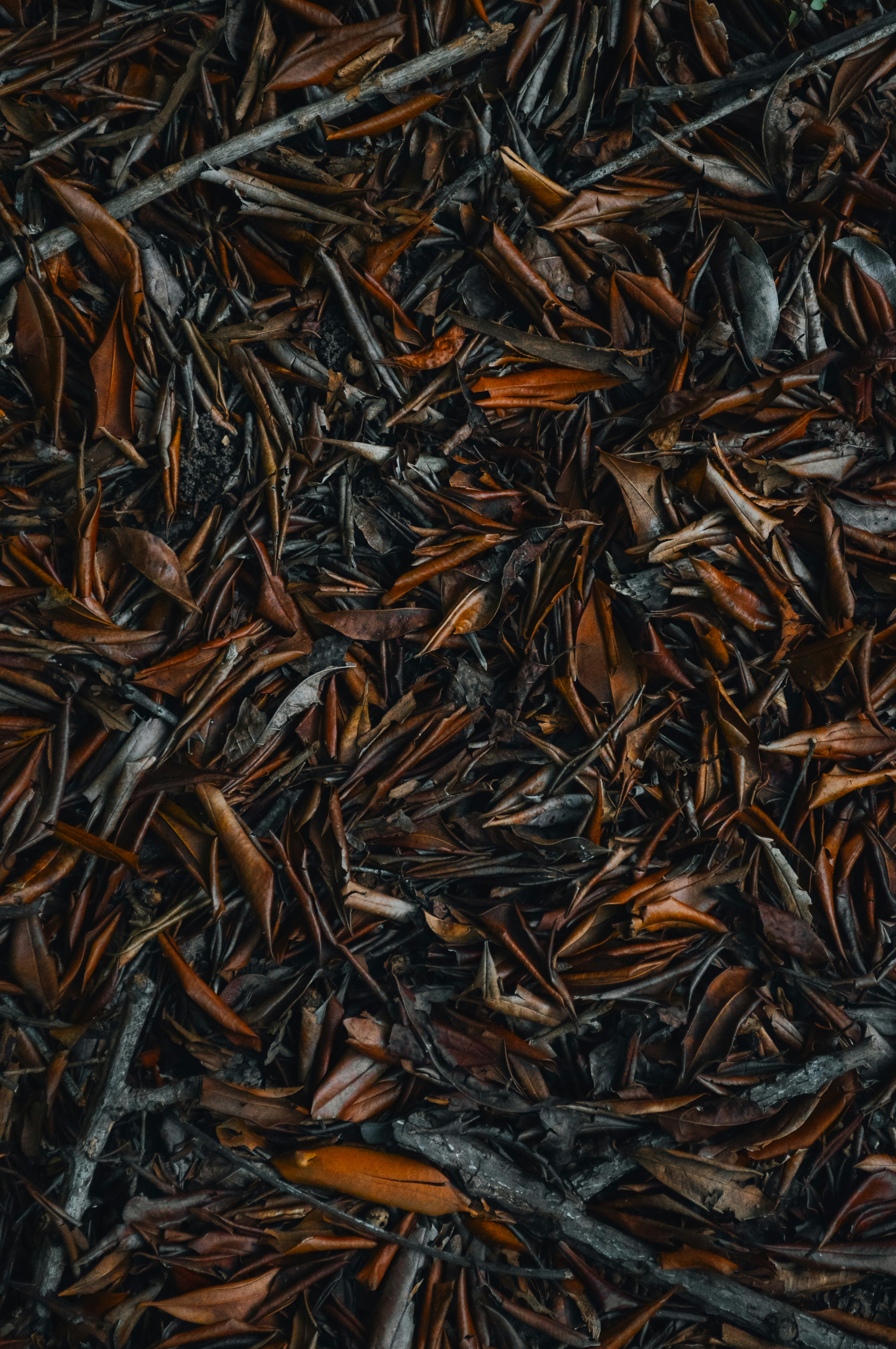 Autumn Fragments: Dark Leaves Carpet the Ground