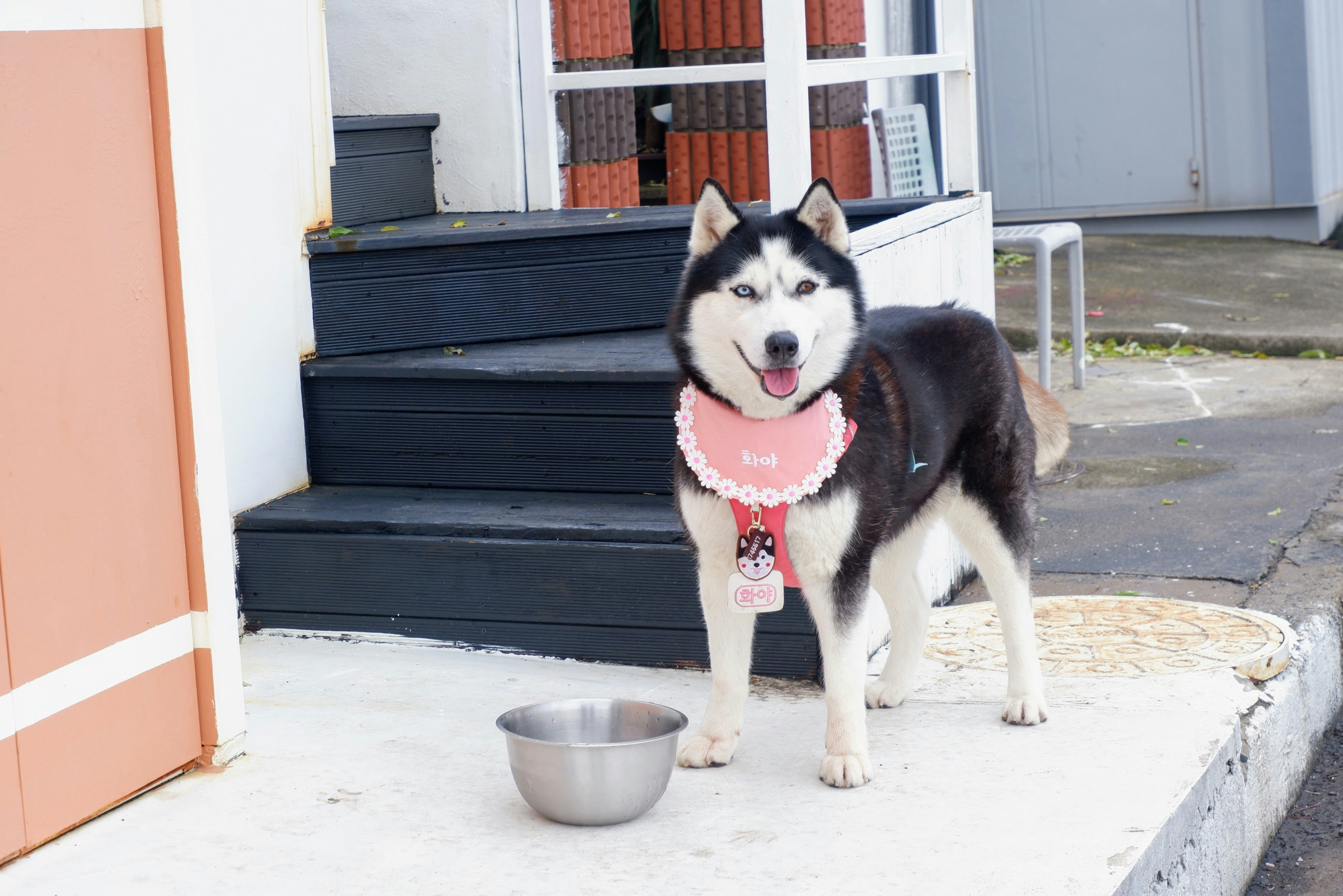 Husky in Pink Bandana Guarding a Quiet Threshold