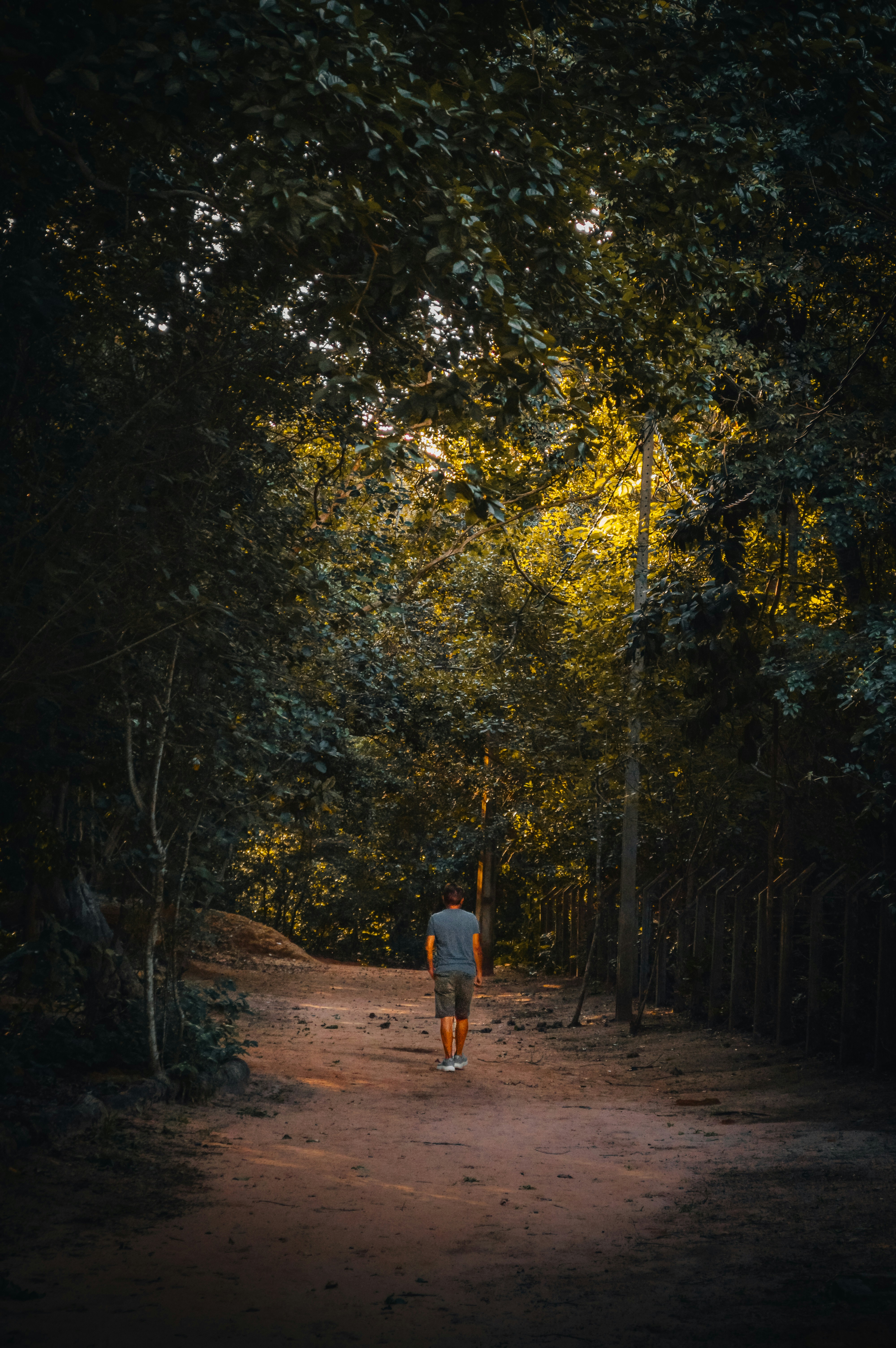 Quiet Return Through the Forest Path