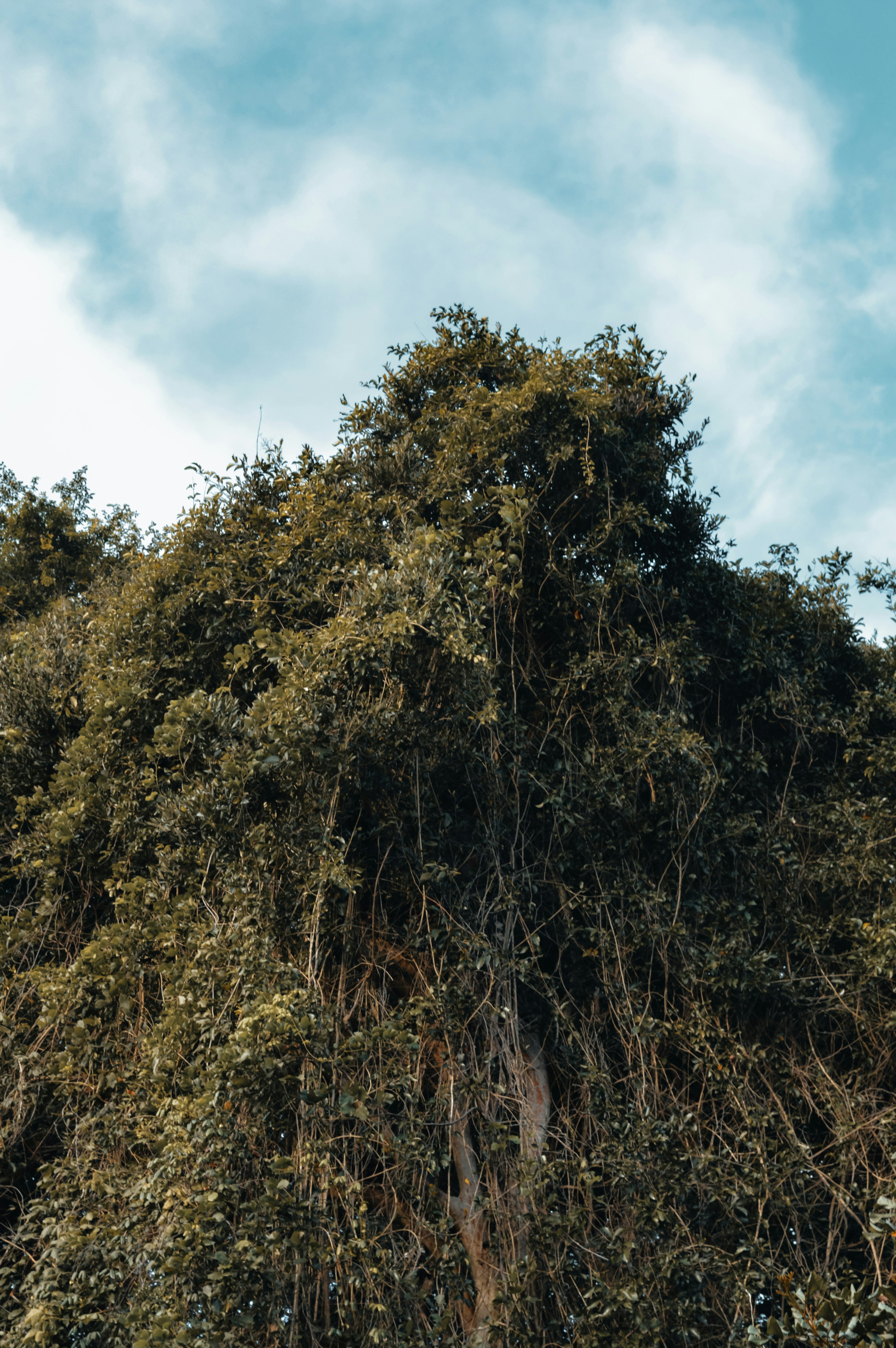 Towering Foliage Reaches Toward a Bright Sky