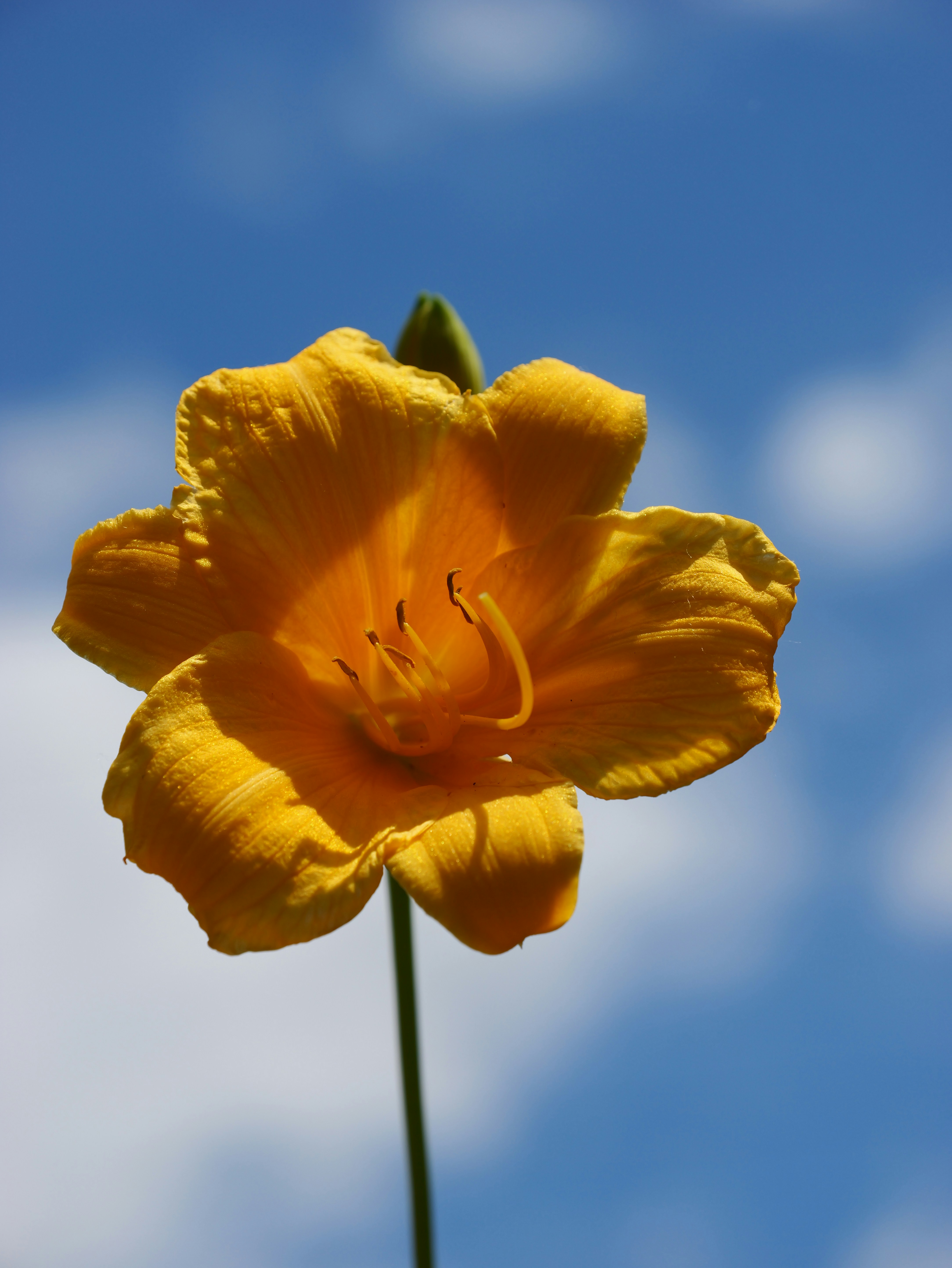 Sunlit Trumpet: A Golden Dayflower against a Sky of Cerulean