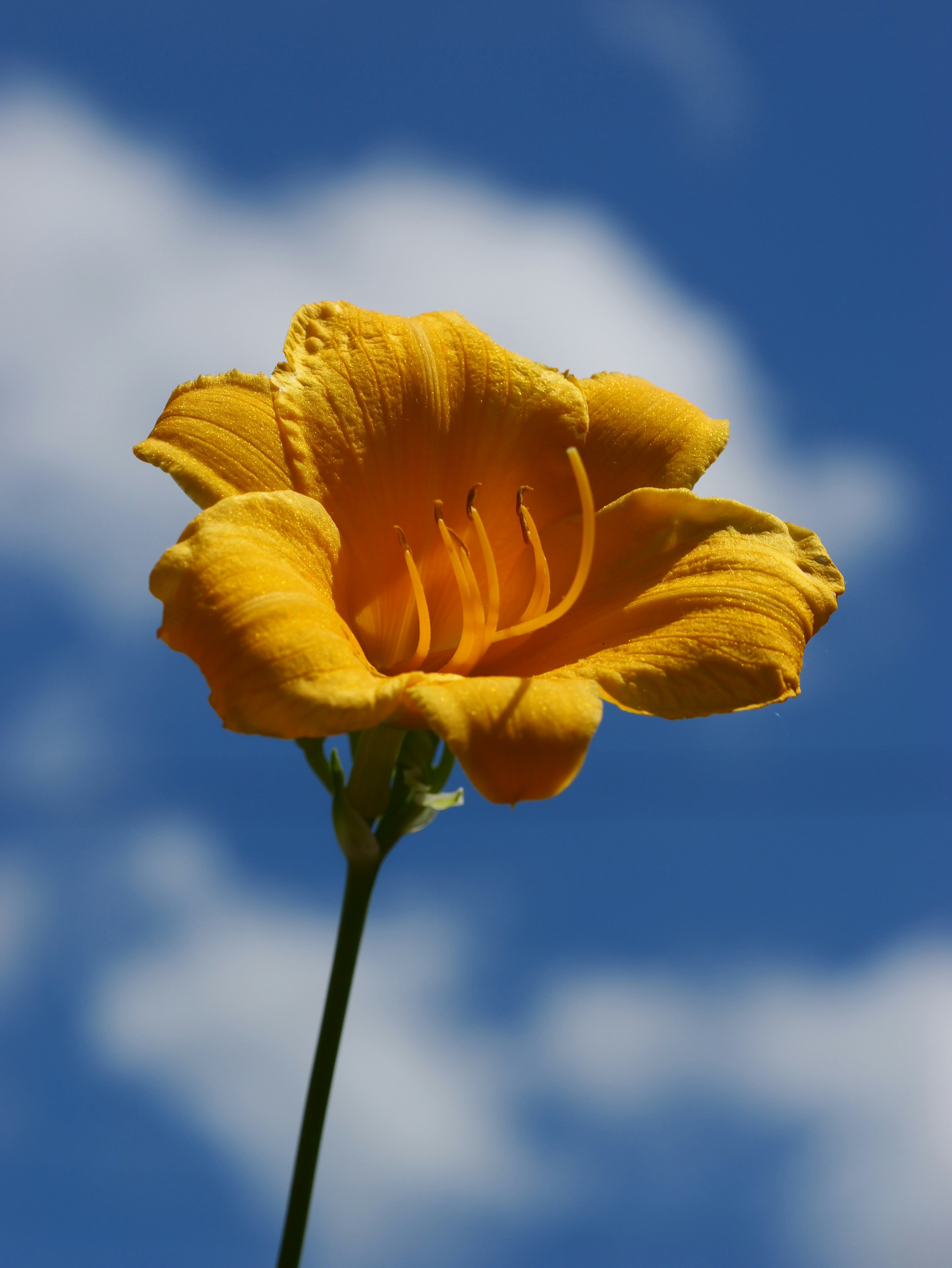 Golden trumpet against a cerulean sky