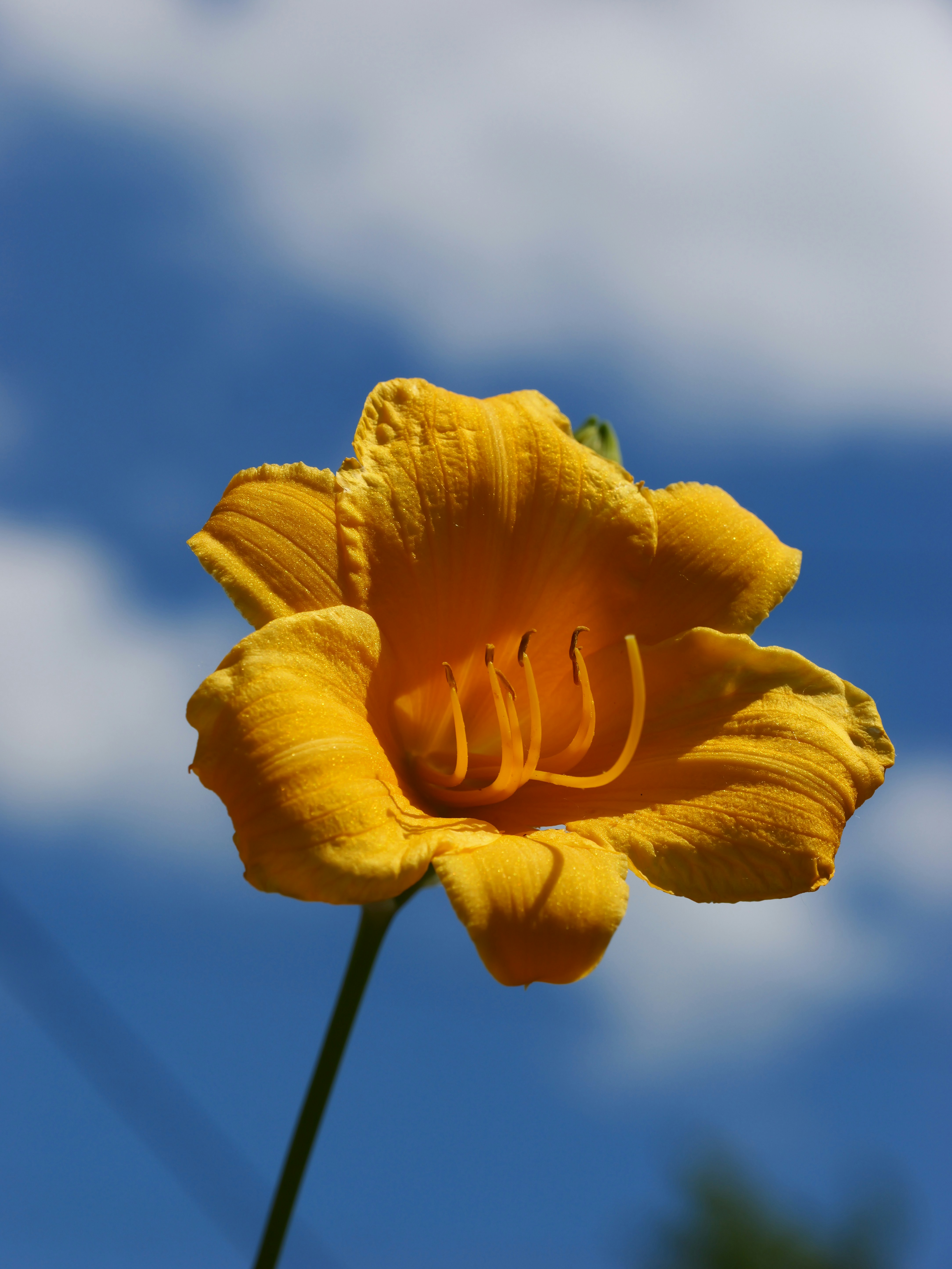 Golden Yellow Hibiscus in Focus Against a Blue Sky