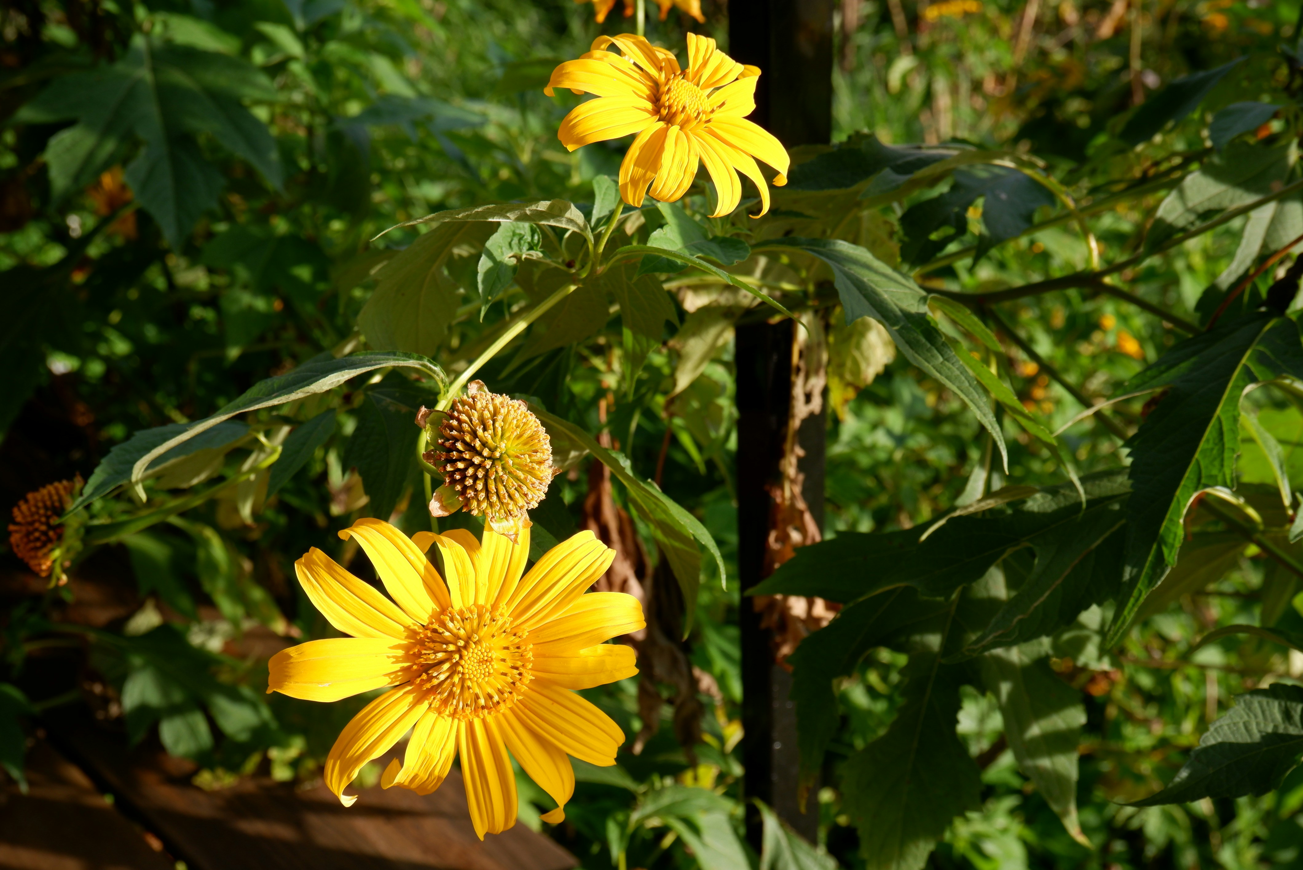 Sunlit Yellow Florals: A Cluster of Garden Delights