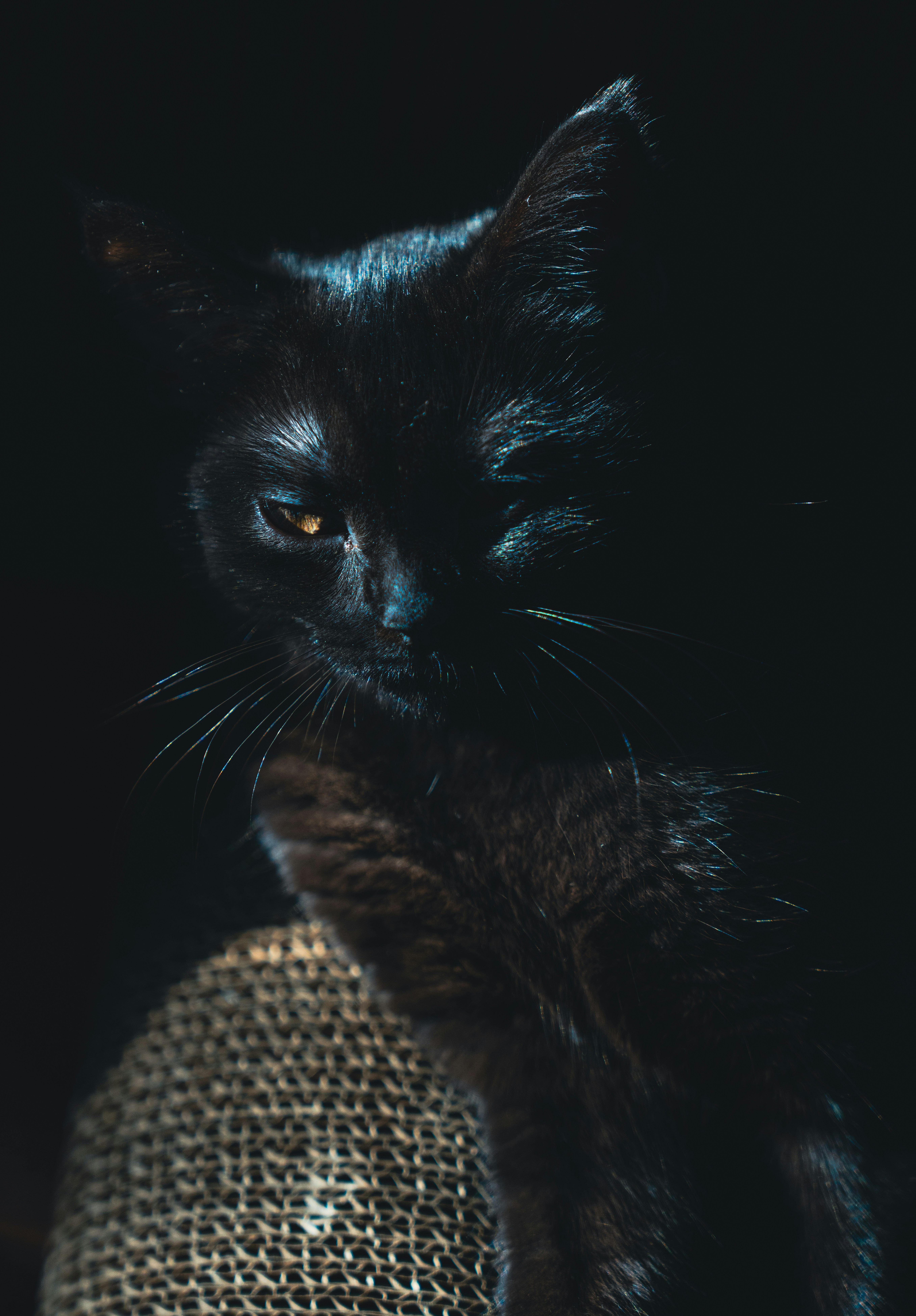 A black cat with one eye visible sits in darkness.