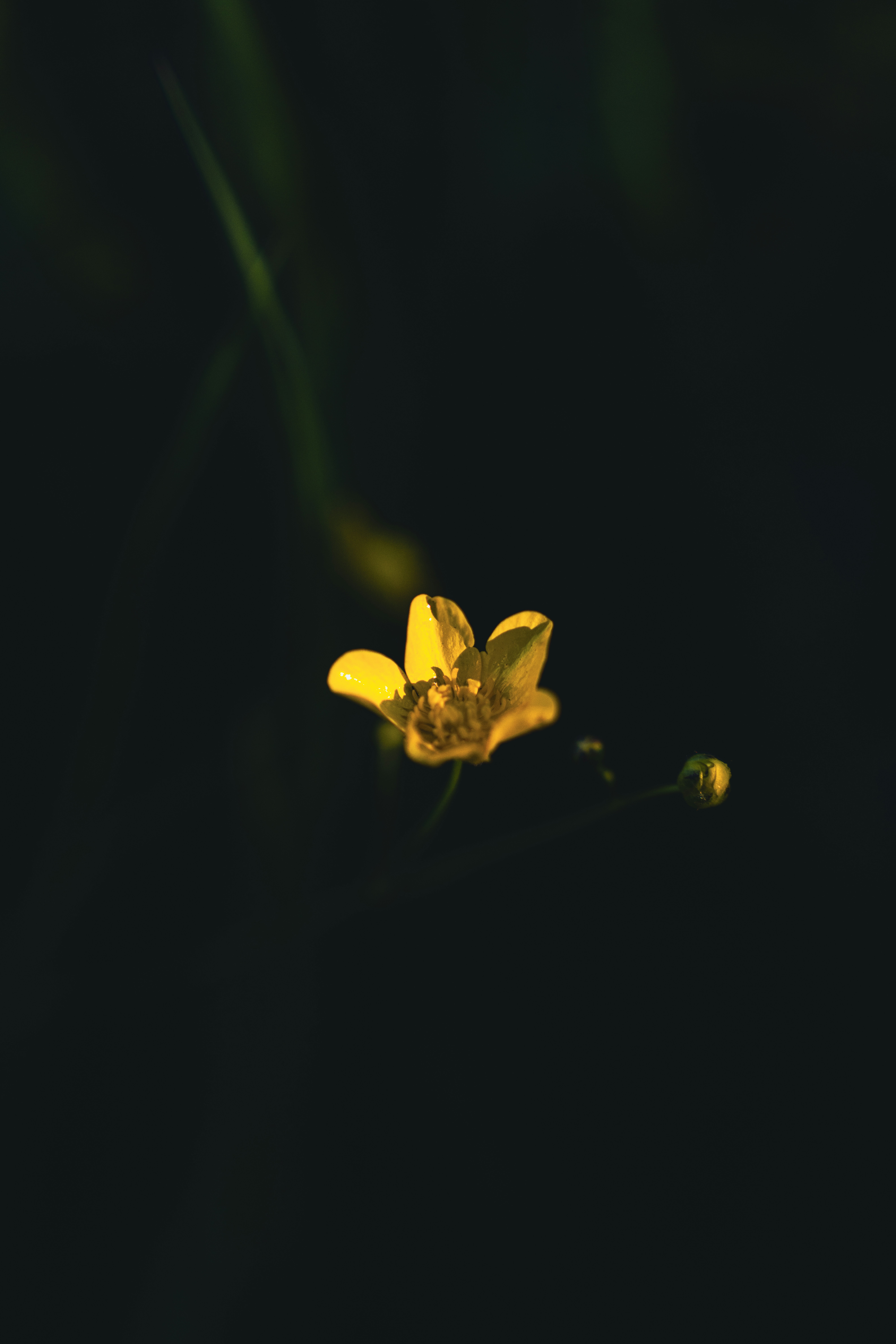 A solitary yellow blossom in a sea of shadows