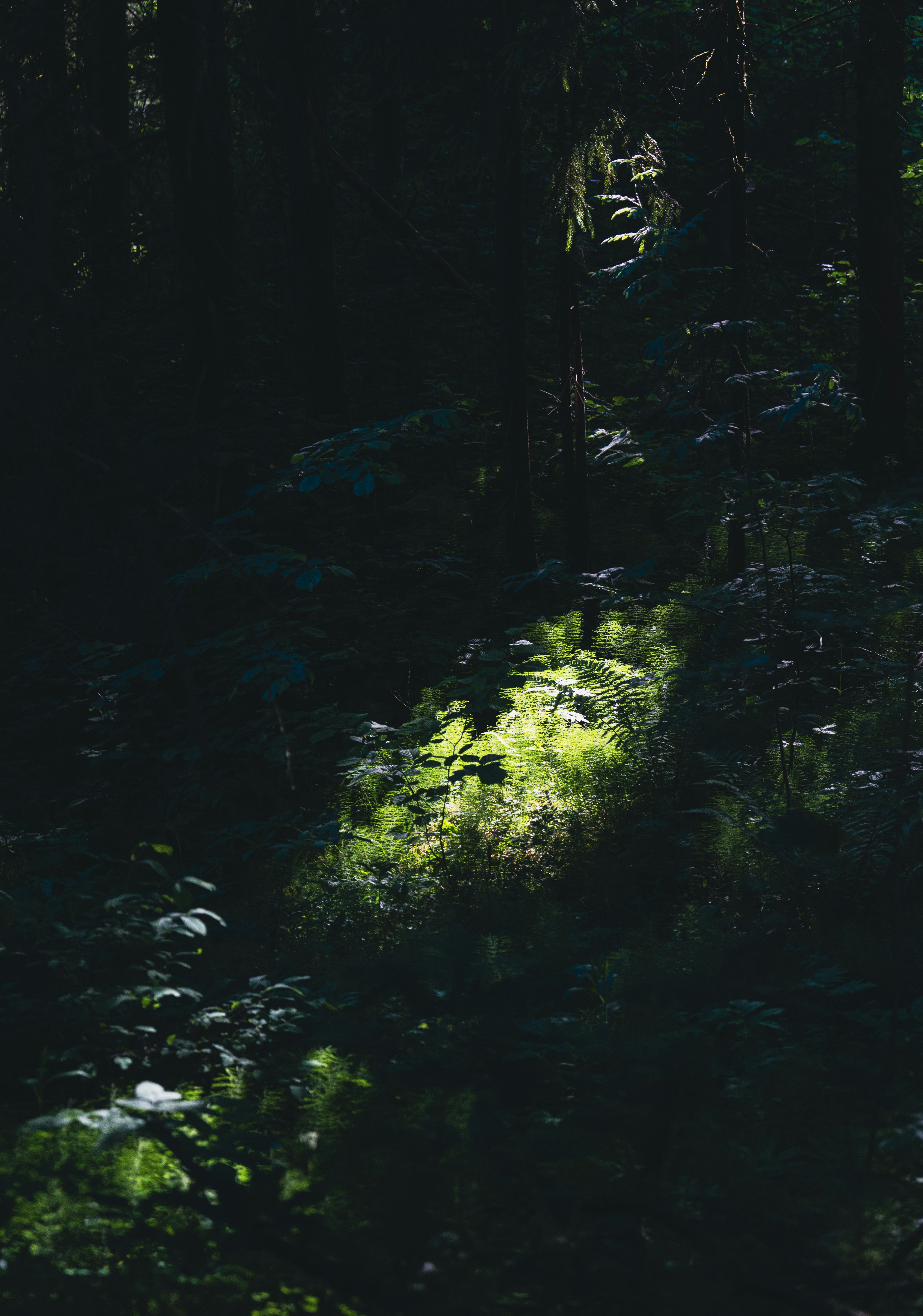 A Sunlit Fern Break in a Quiet Forest Clearing