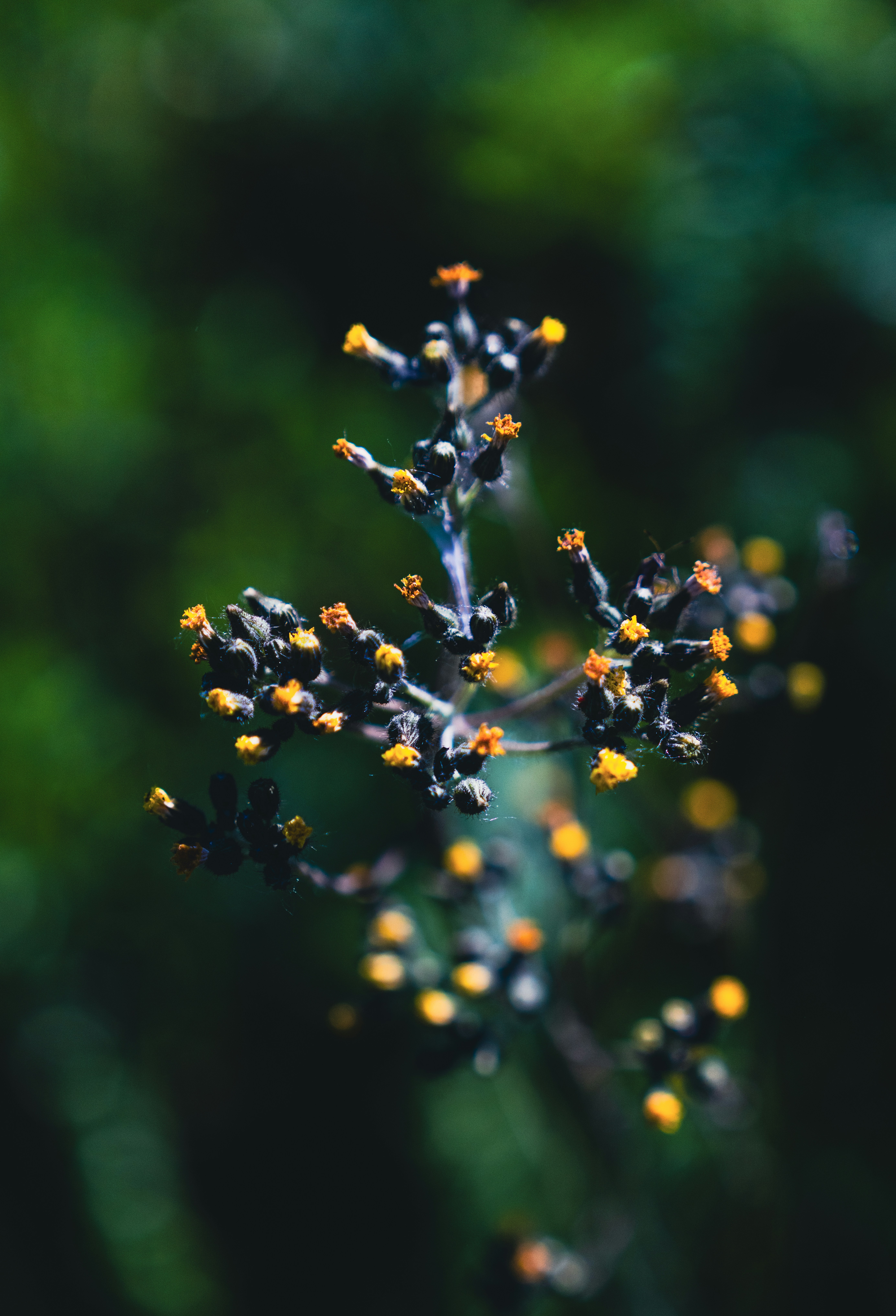 Yellow-tipped Flora Reaching Through a Verdant Blur