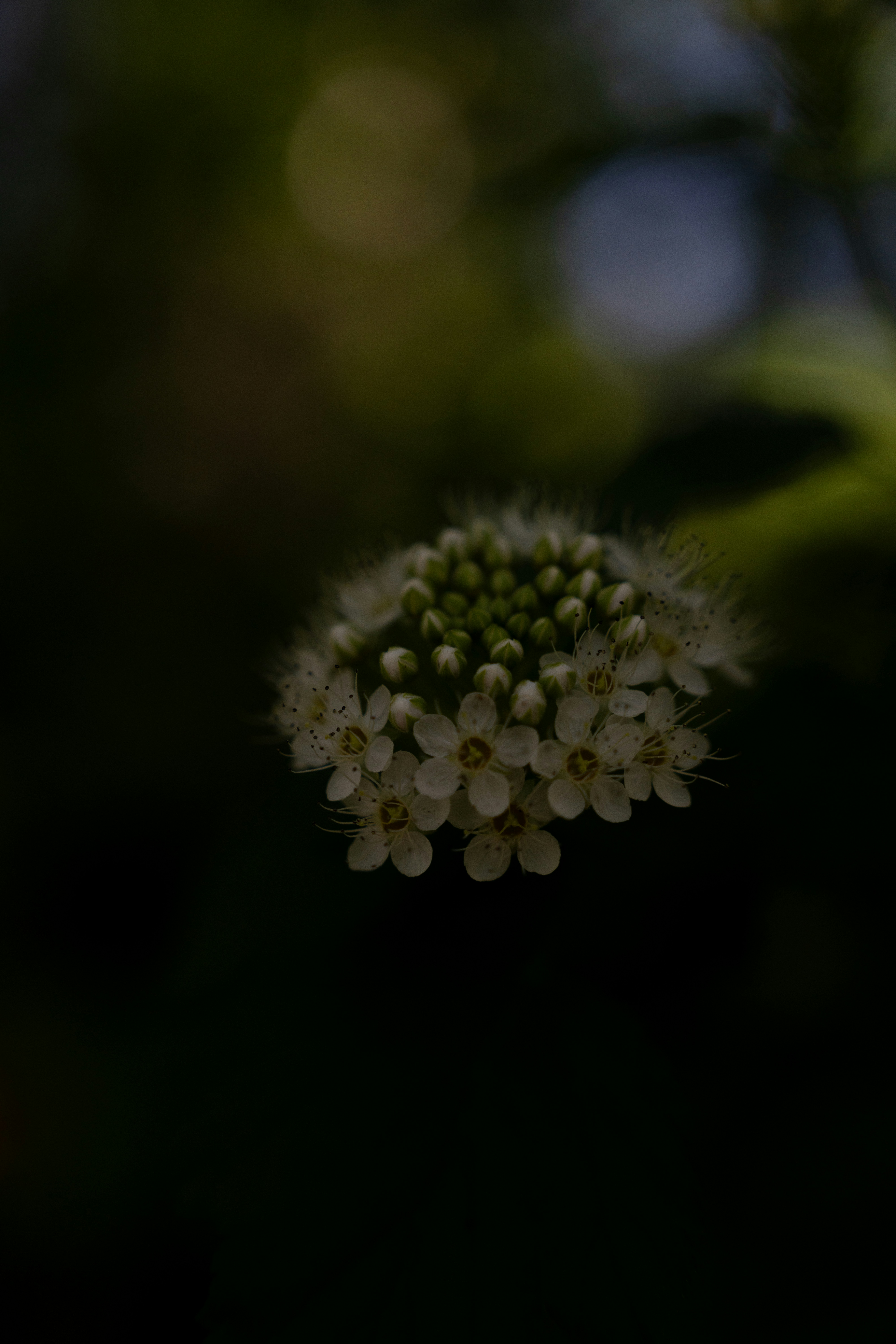 Quiet Bloom: a close-up of a pale flower cluster in shadowed light