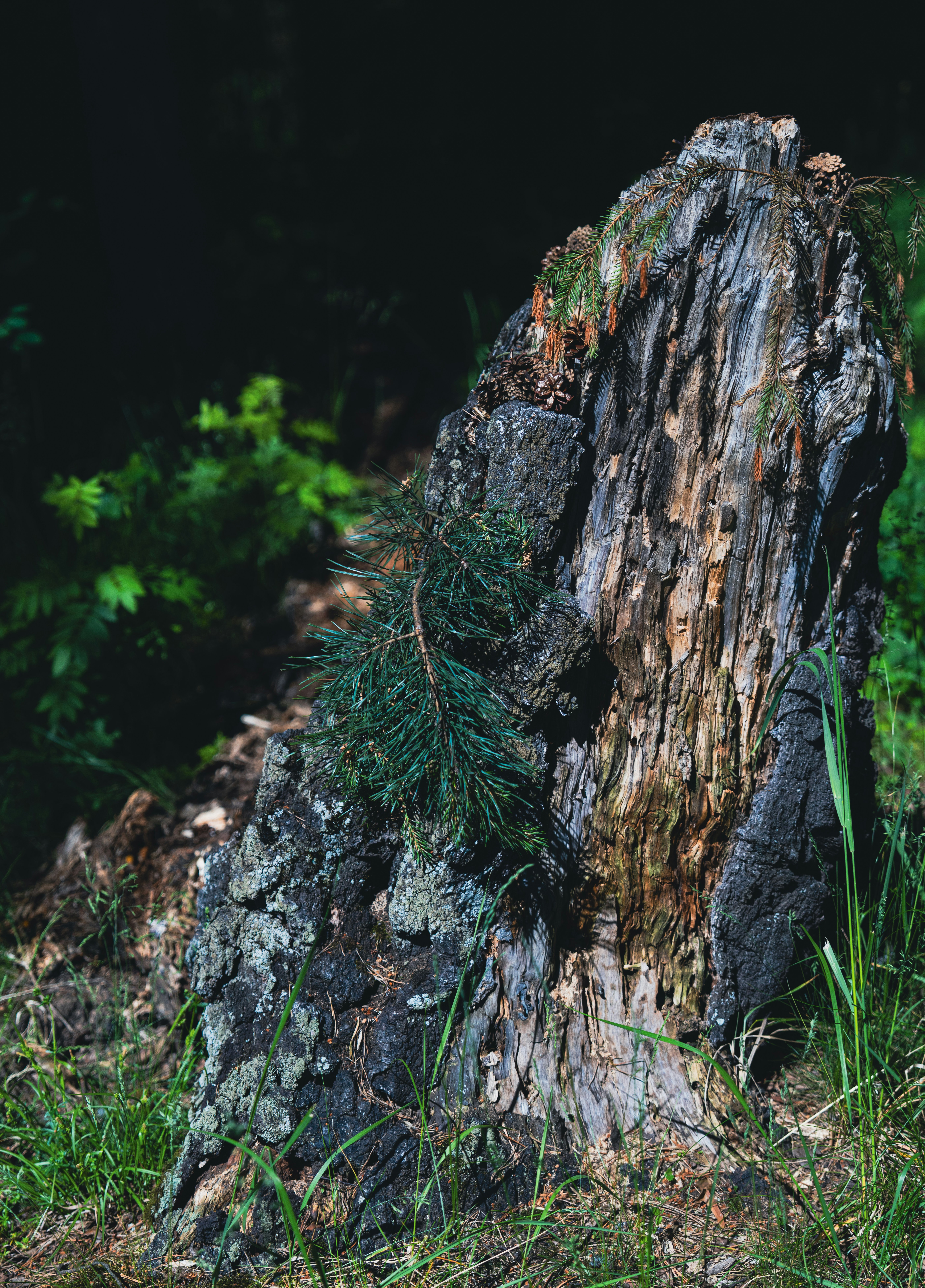 Weathered stump crowned with moss: a glade memory