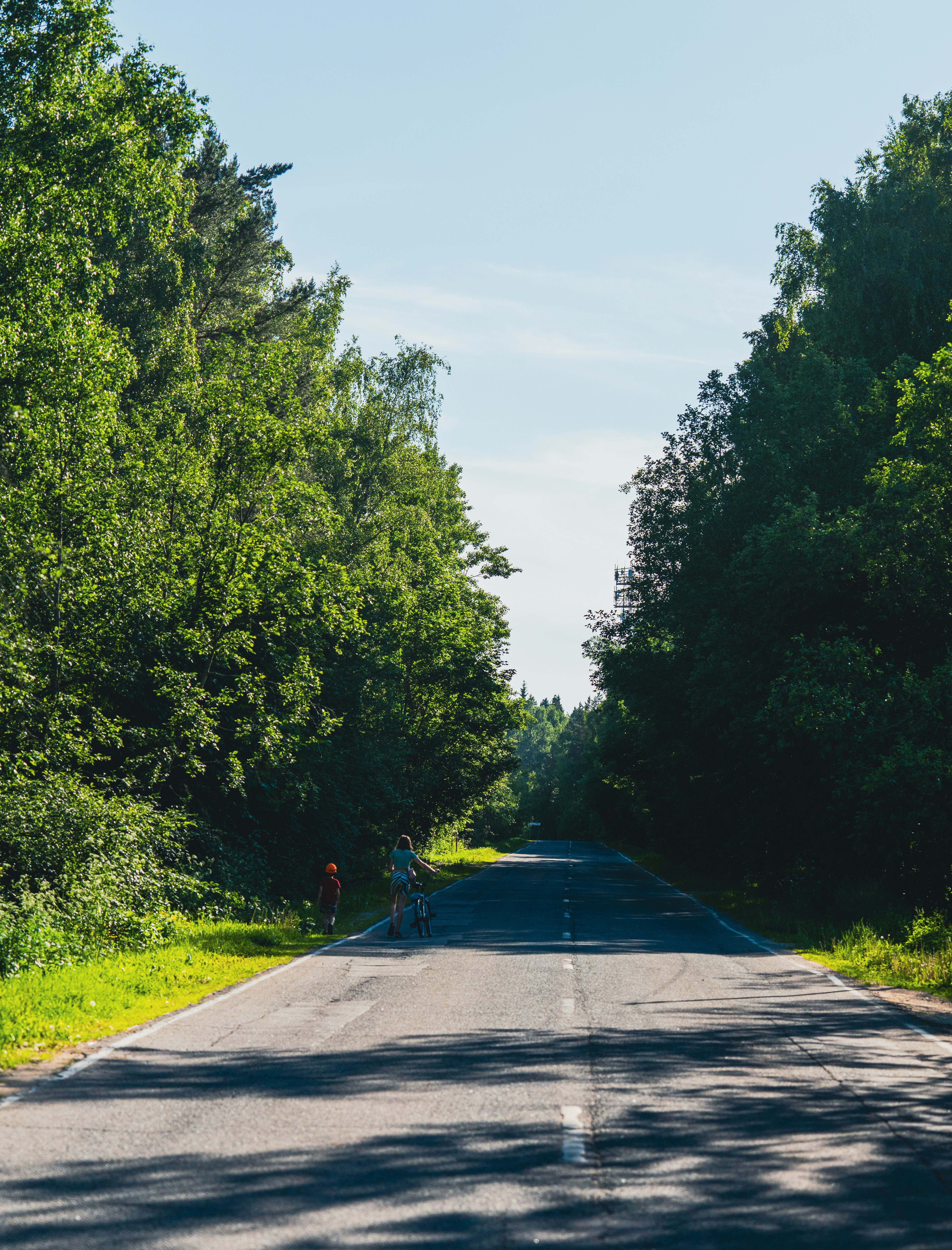 Sunlit Roadway: A Quiet Bicycle Moment Beneath Verdant Canopies