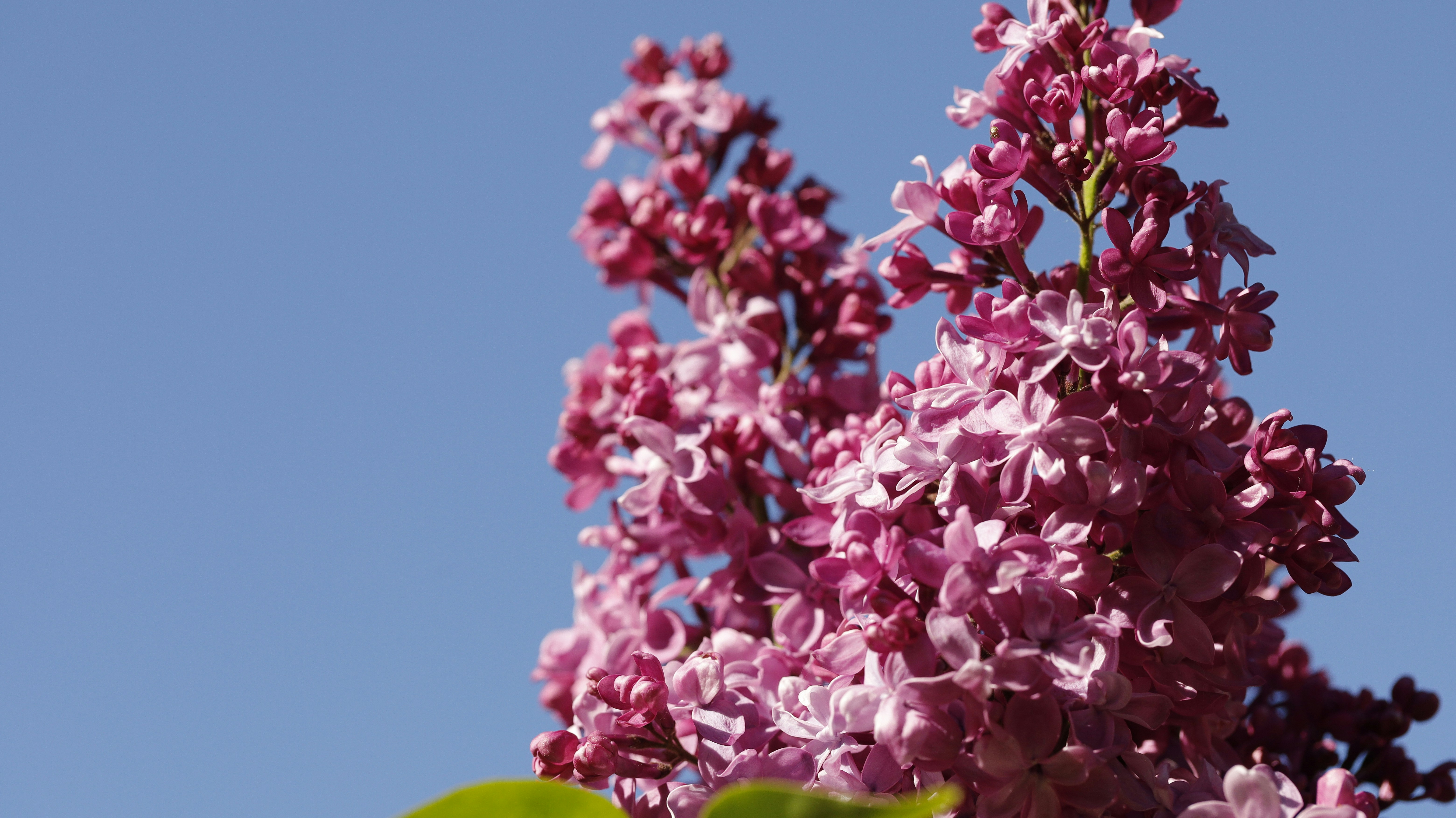 Lavender Torch: A Cluster of Pink Blooms Against a Clear Sky