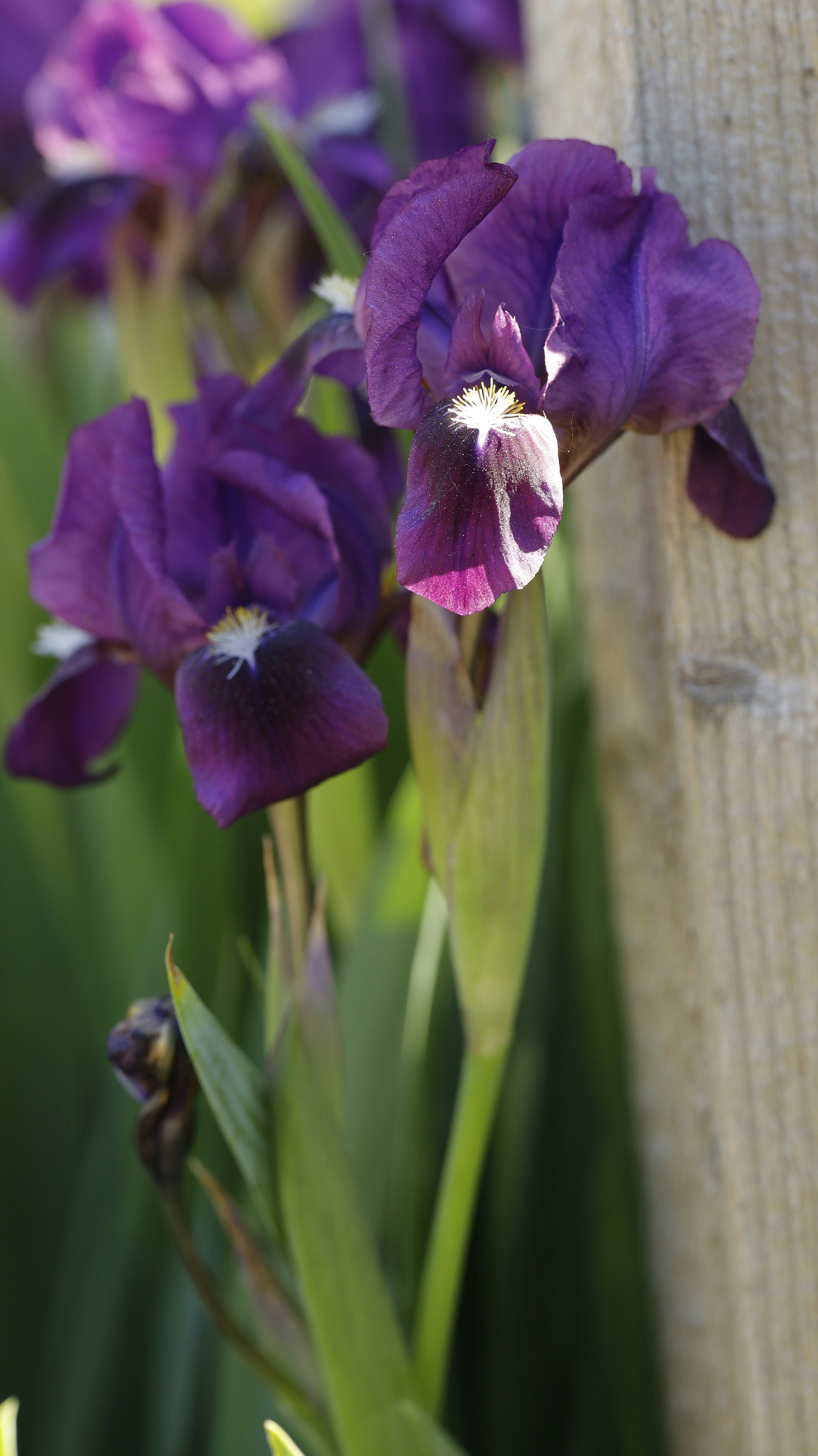 Purple iris cluster leaning against weathered wood