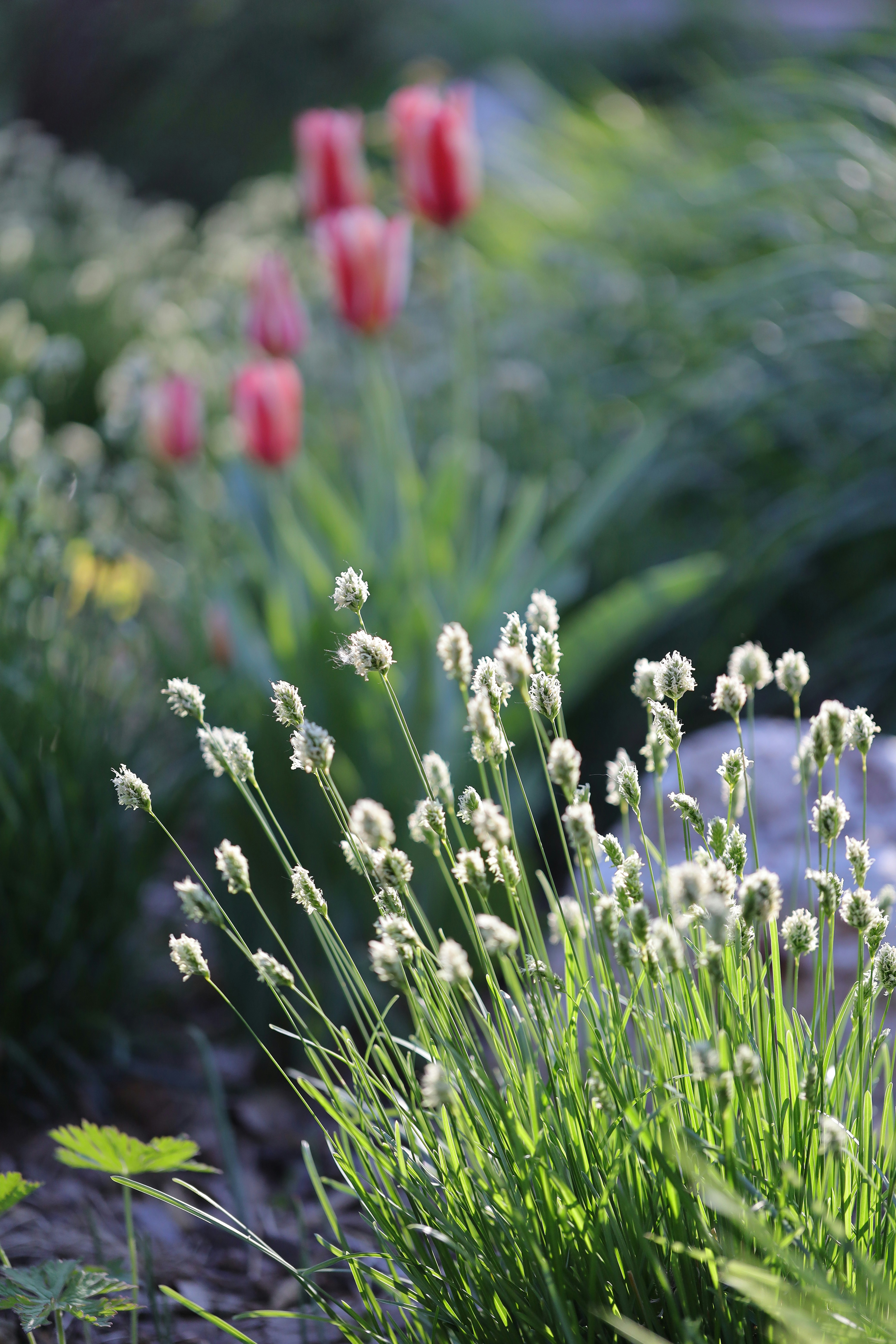Soft Focus Garden: White-tipped grasses in the foreground with blurred red tulips in the background