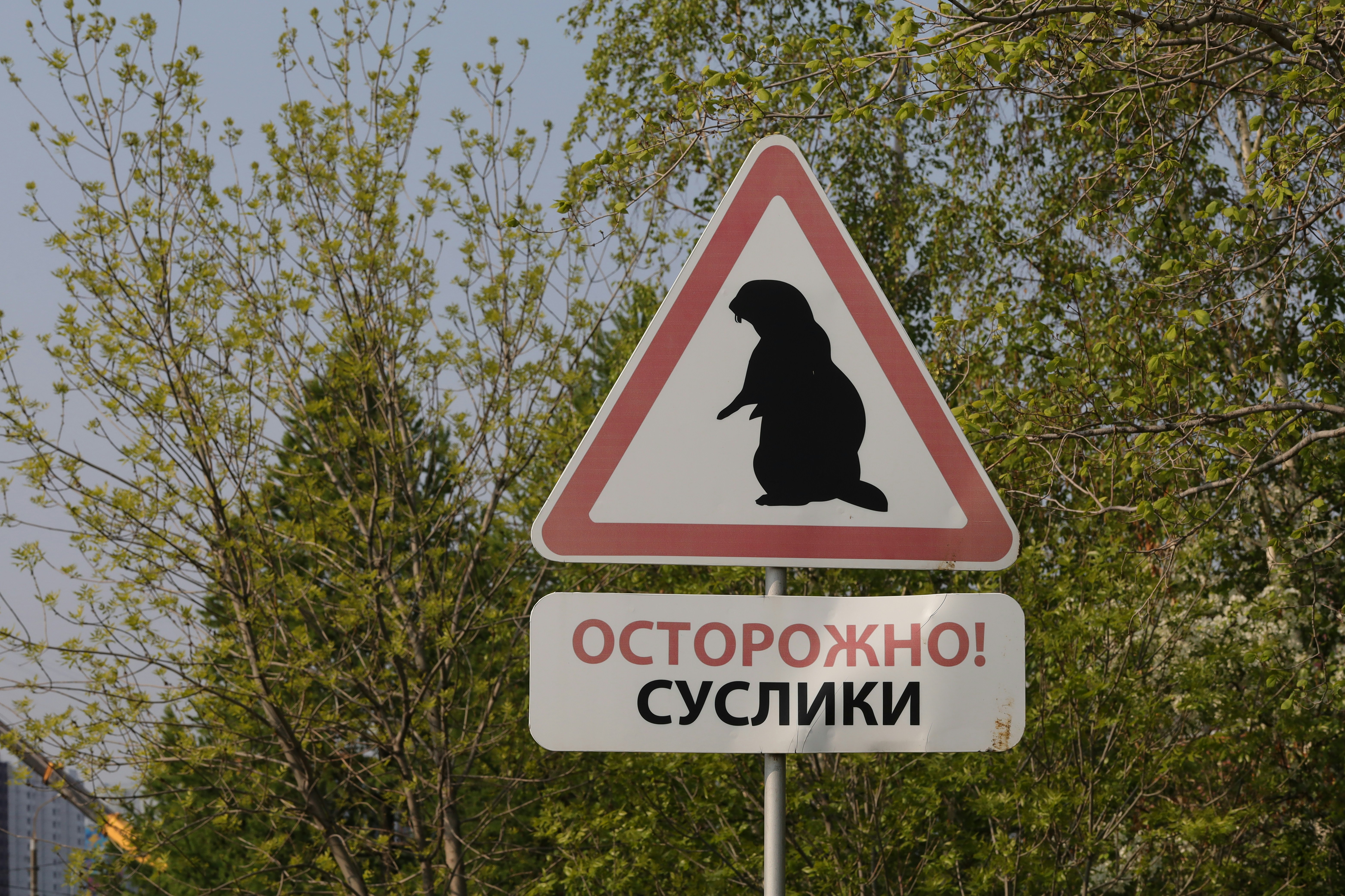 Warning Sign: Animated Rodent Crossing Ahead