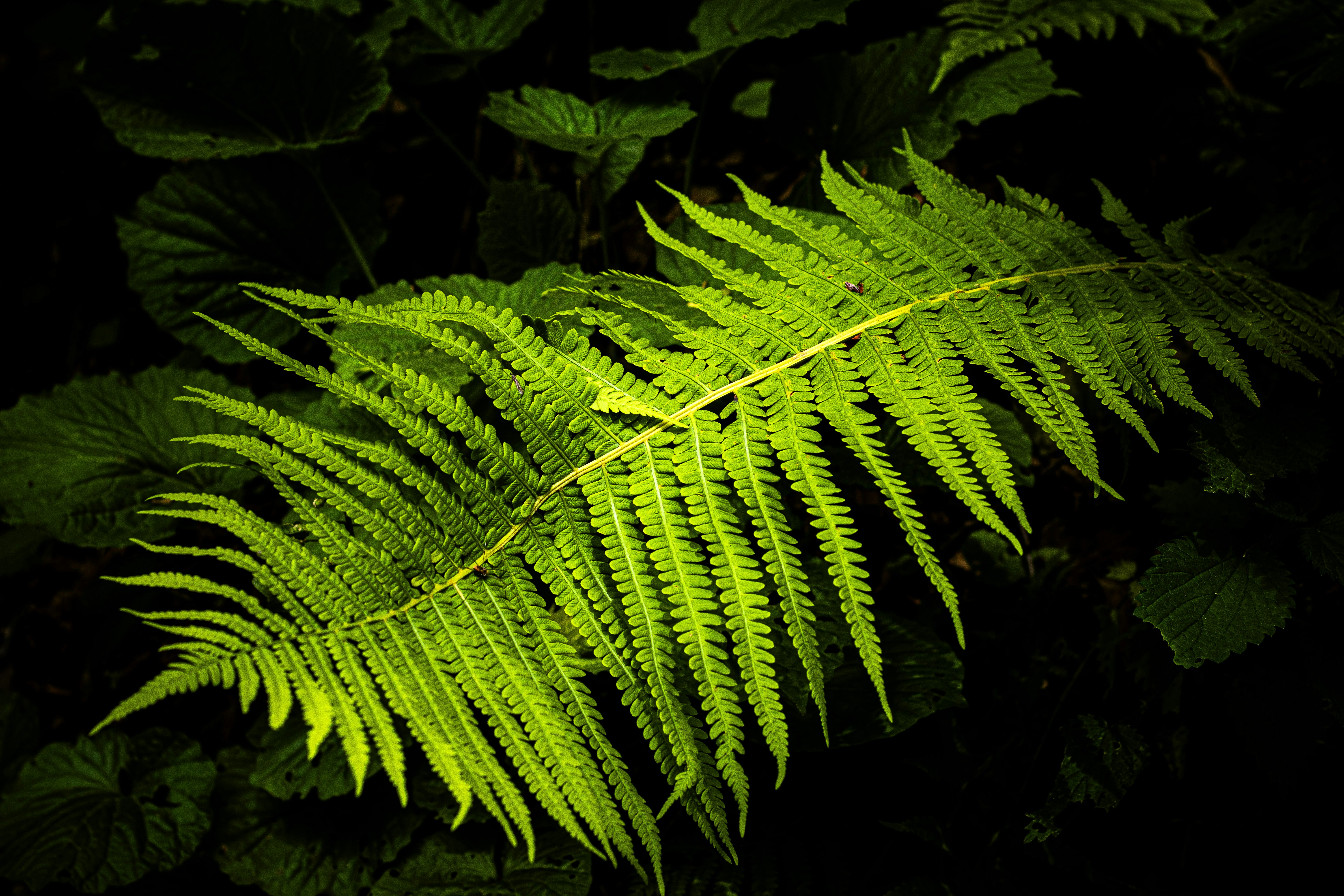 Umbrella of Light: A Fern's Neon Arc