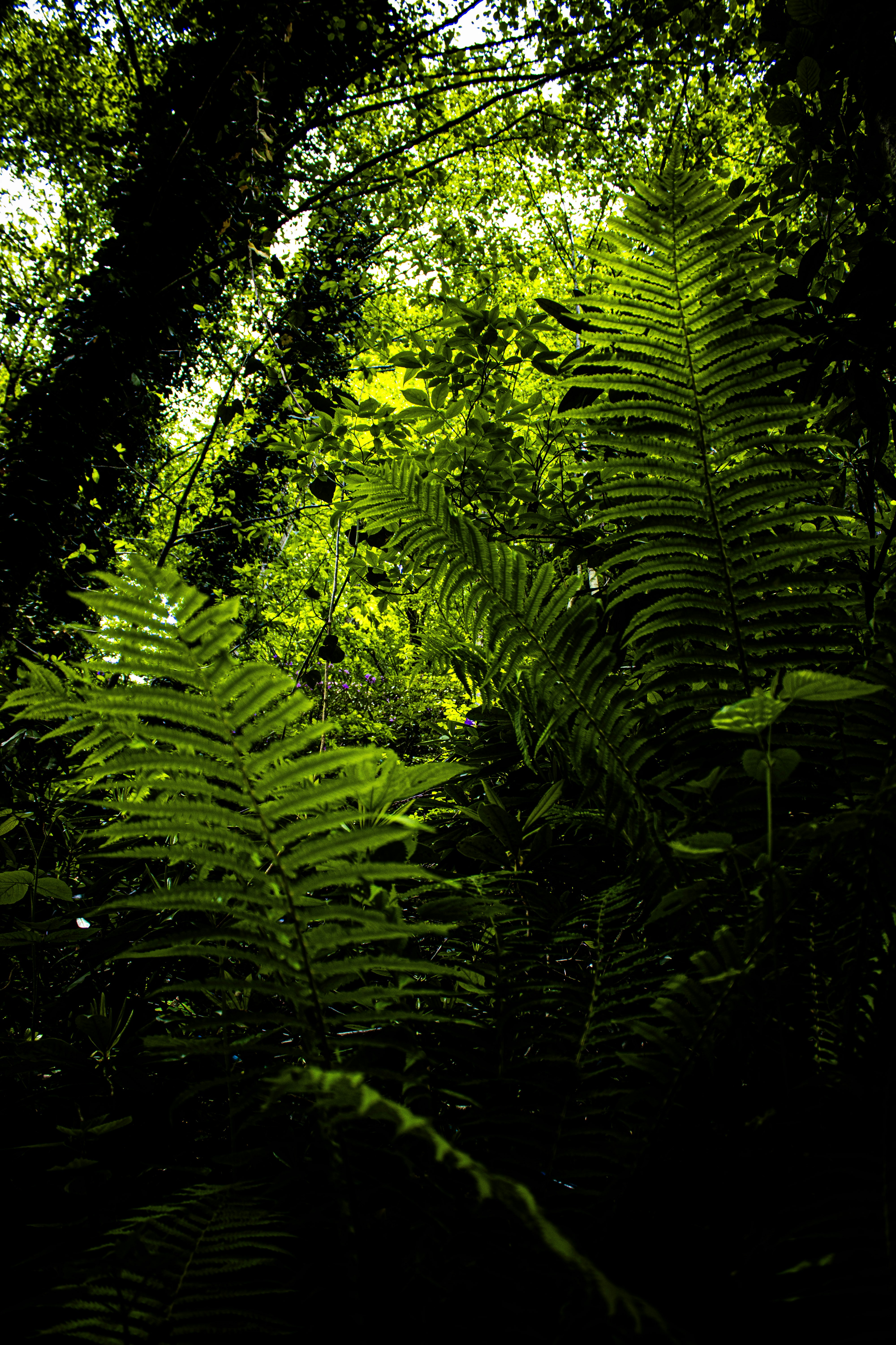 Sunlit Fern Cathedral in a Quiet Green Canopy