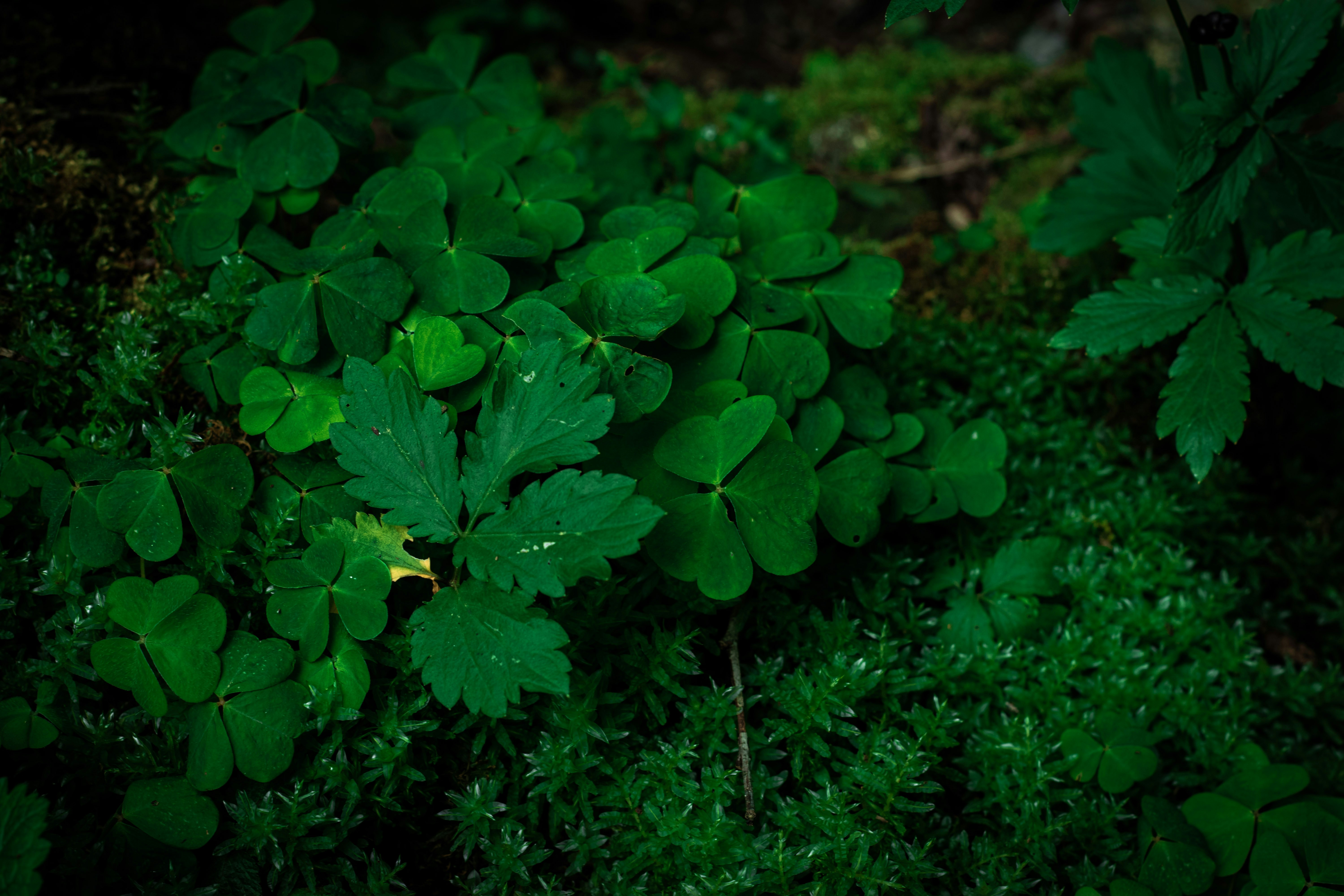 Verdant Quartet: Clover and Groundcover Rising Under Low Light