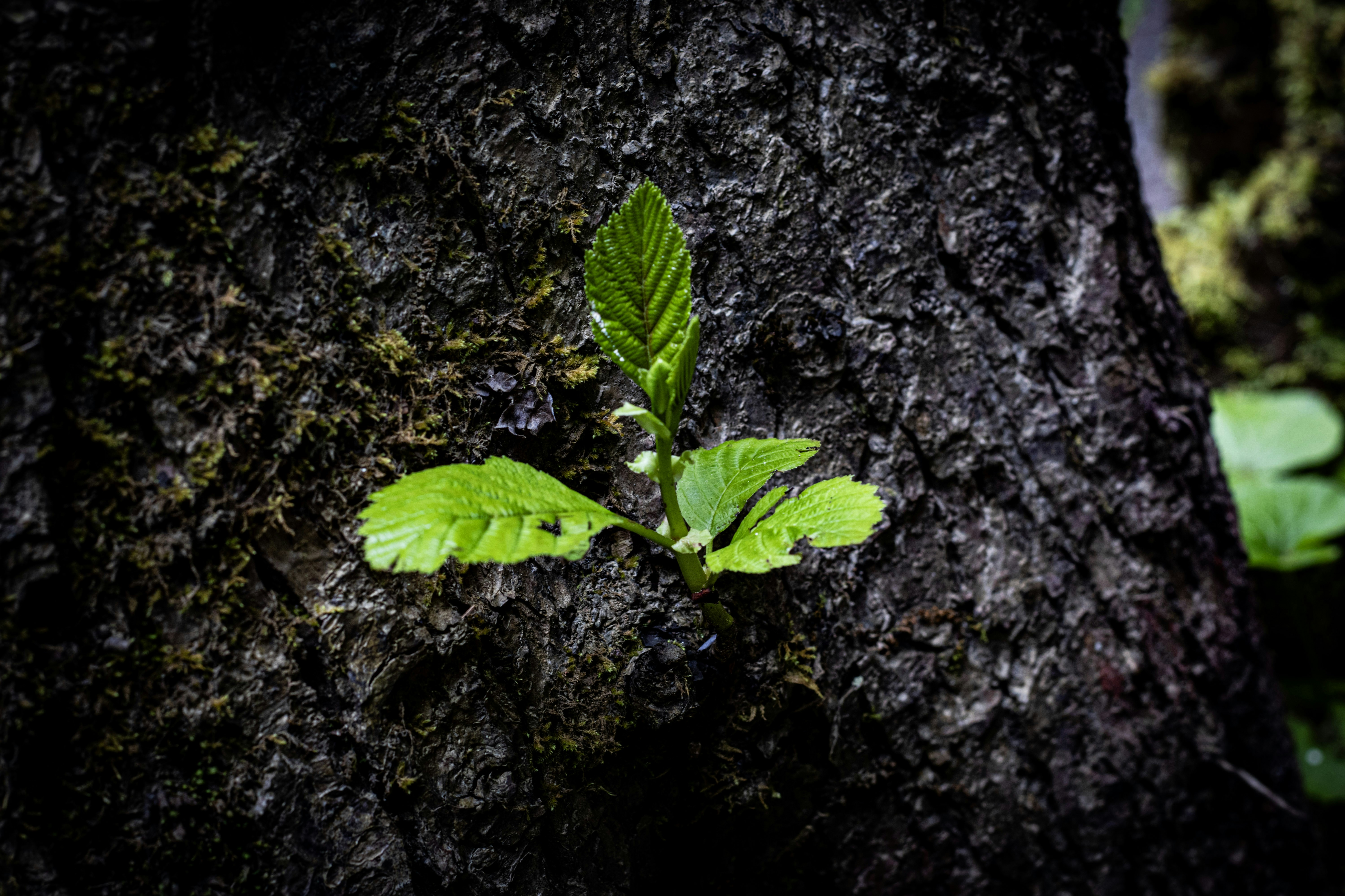 Emergence of a Leaflet Crown from Bark