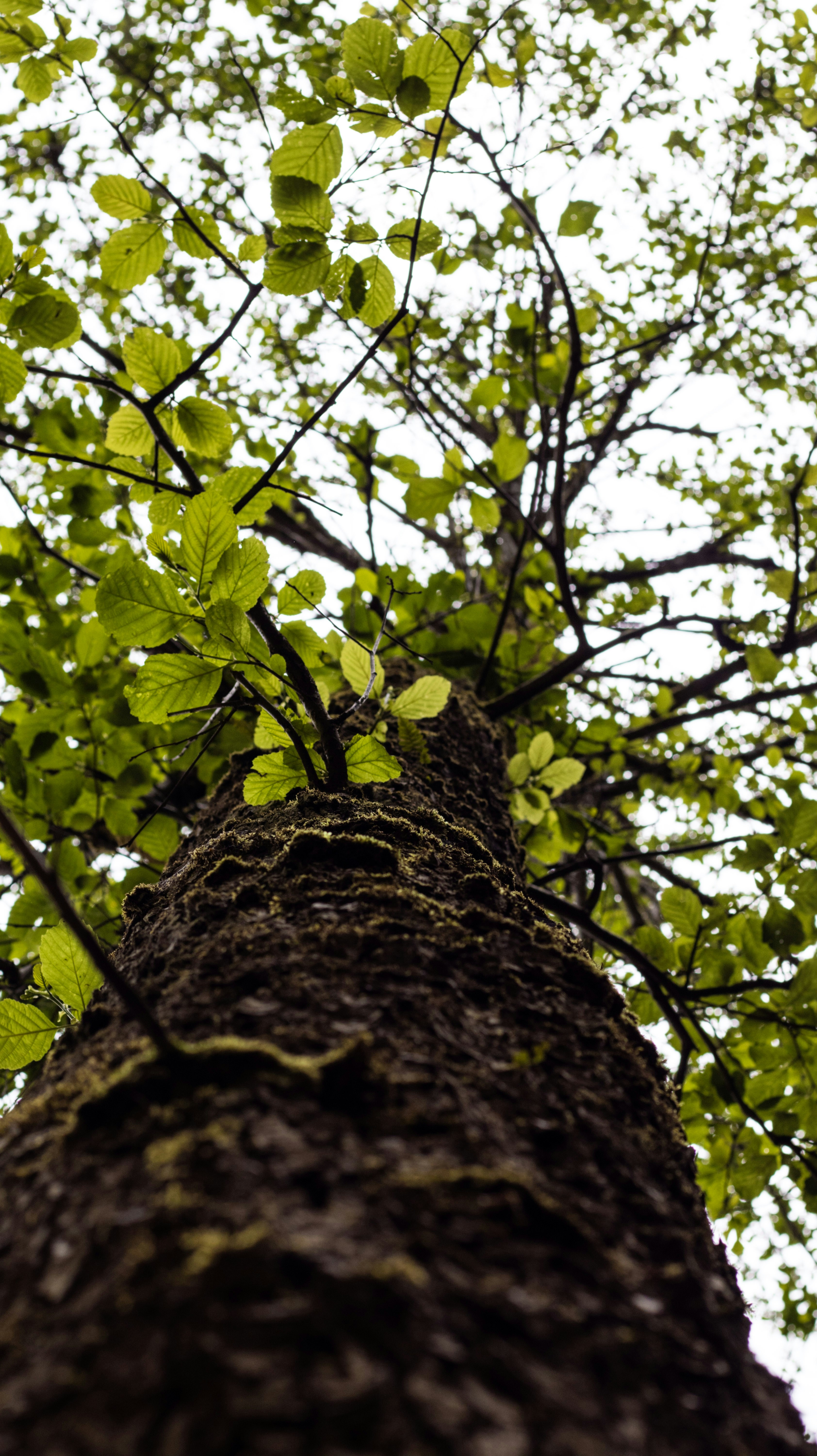 Upward Gaze: A Cedar Trunk Reaches Toward the Light