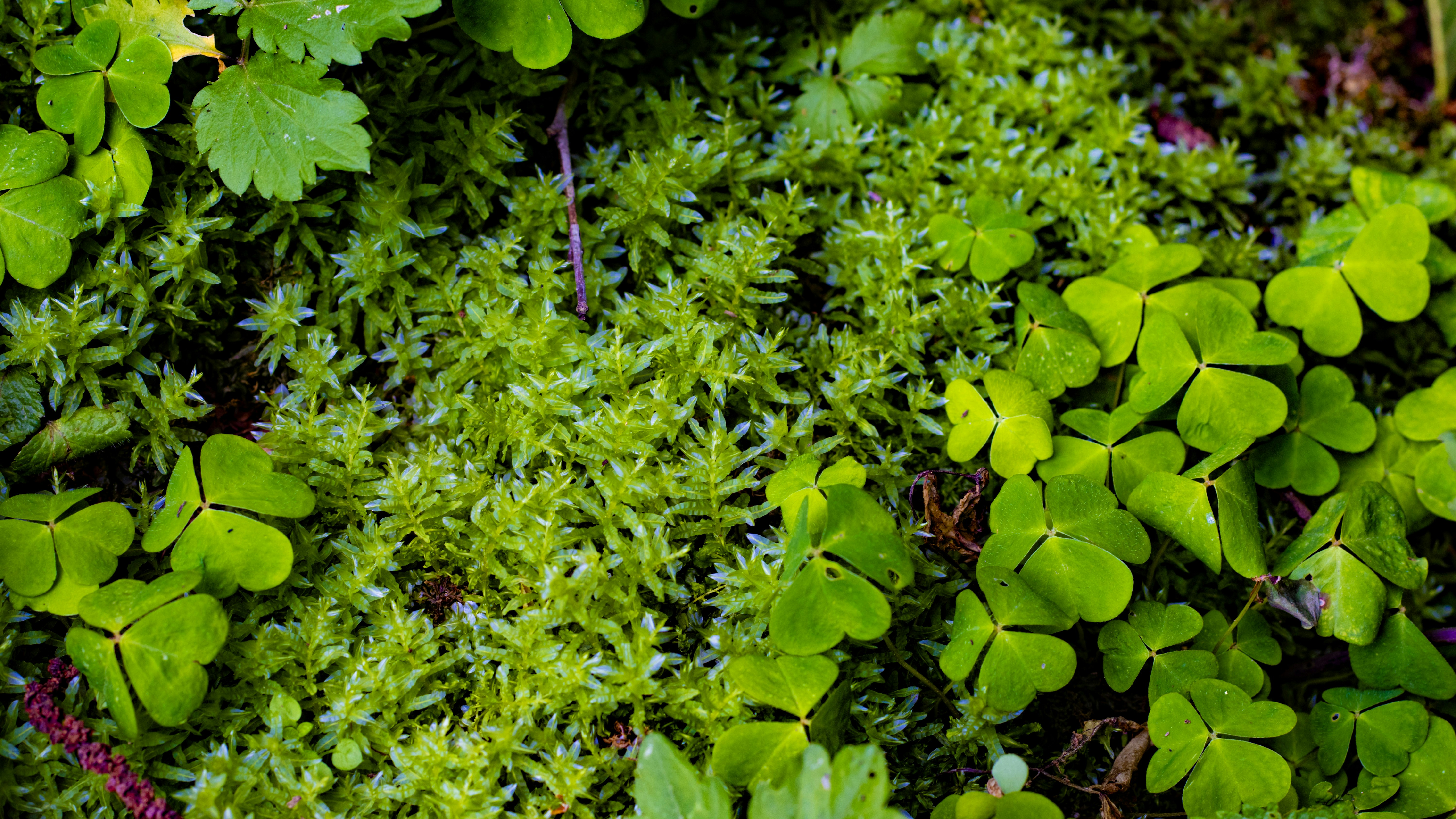 Green moss and clover plants growing together.