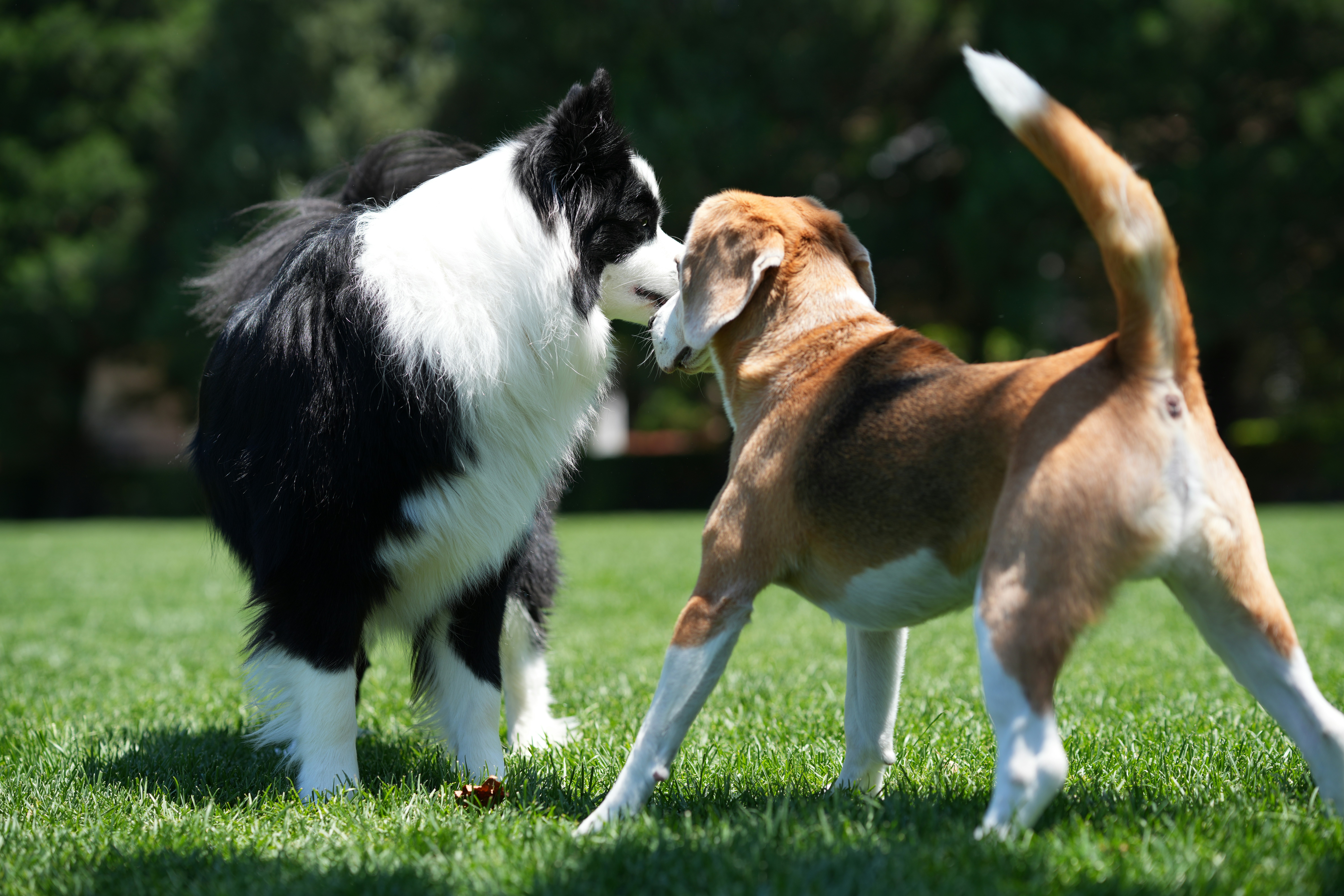 Face-to-Face: A Friendly Tug-of-Greet Between Park-Play Canines