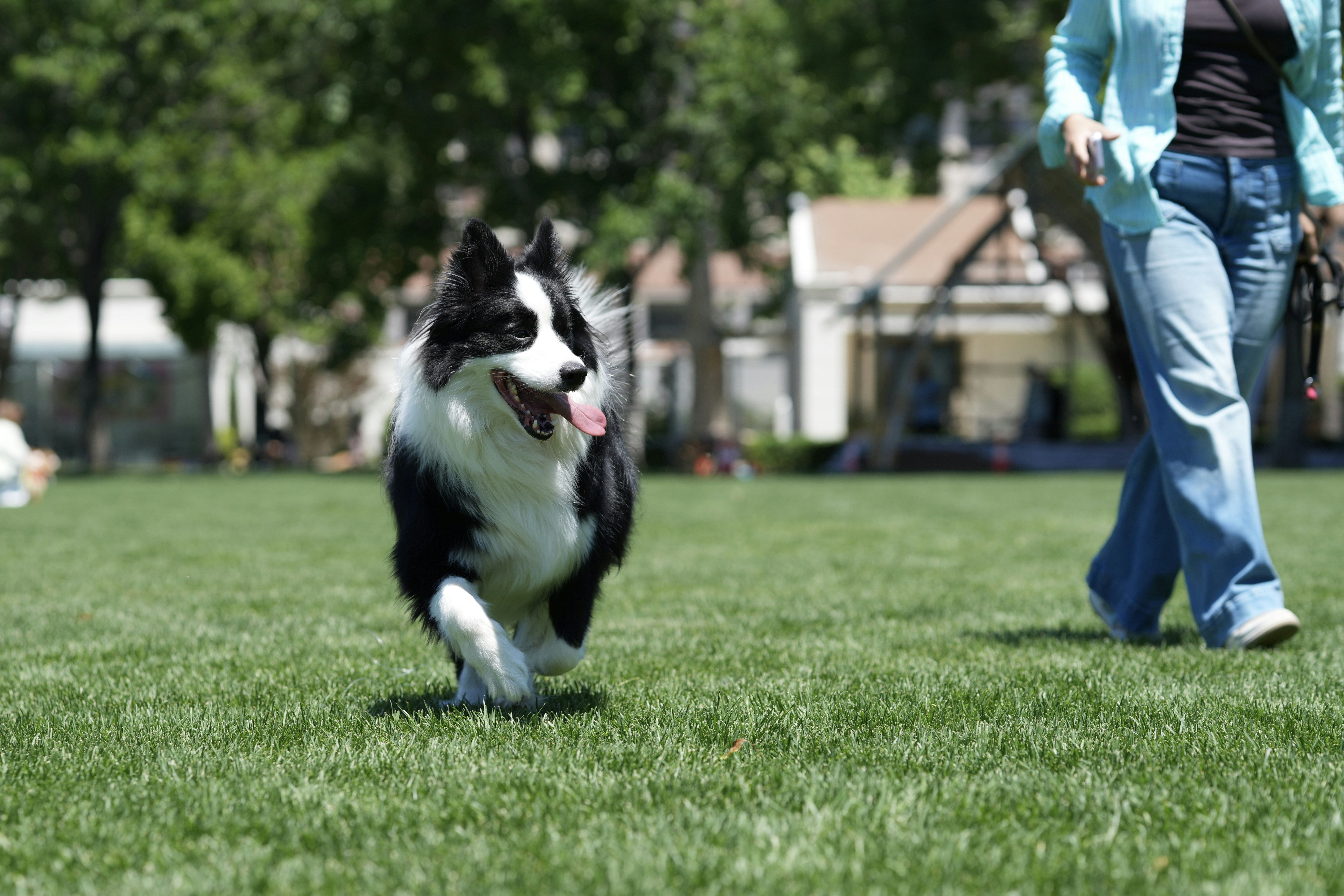 Border Collie in Full Sprint Across Sunny Park