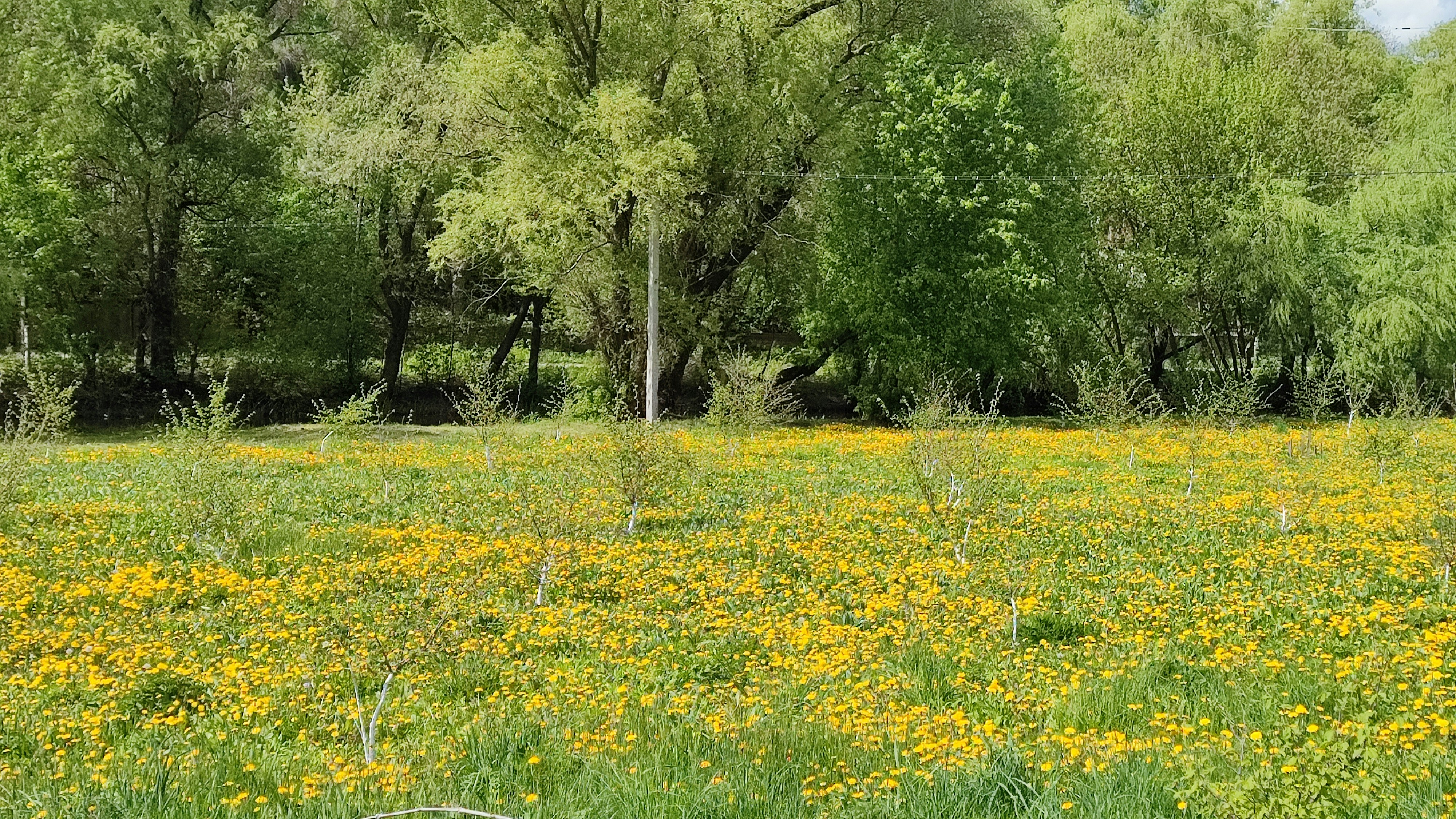 Sunlit field of yellow flowers stretches under a green tree canopy, capturing a serene meadow scene with natural light and depth.