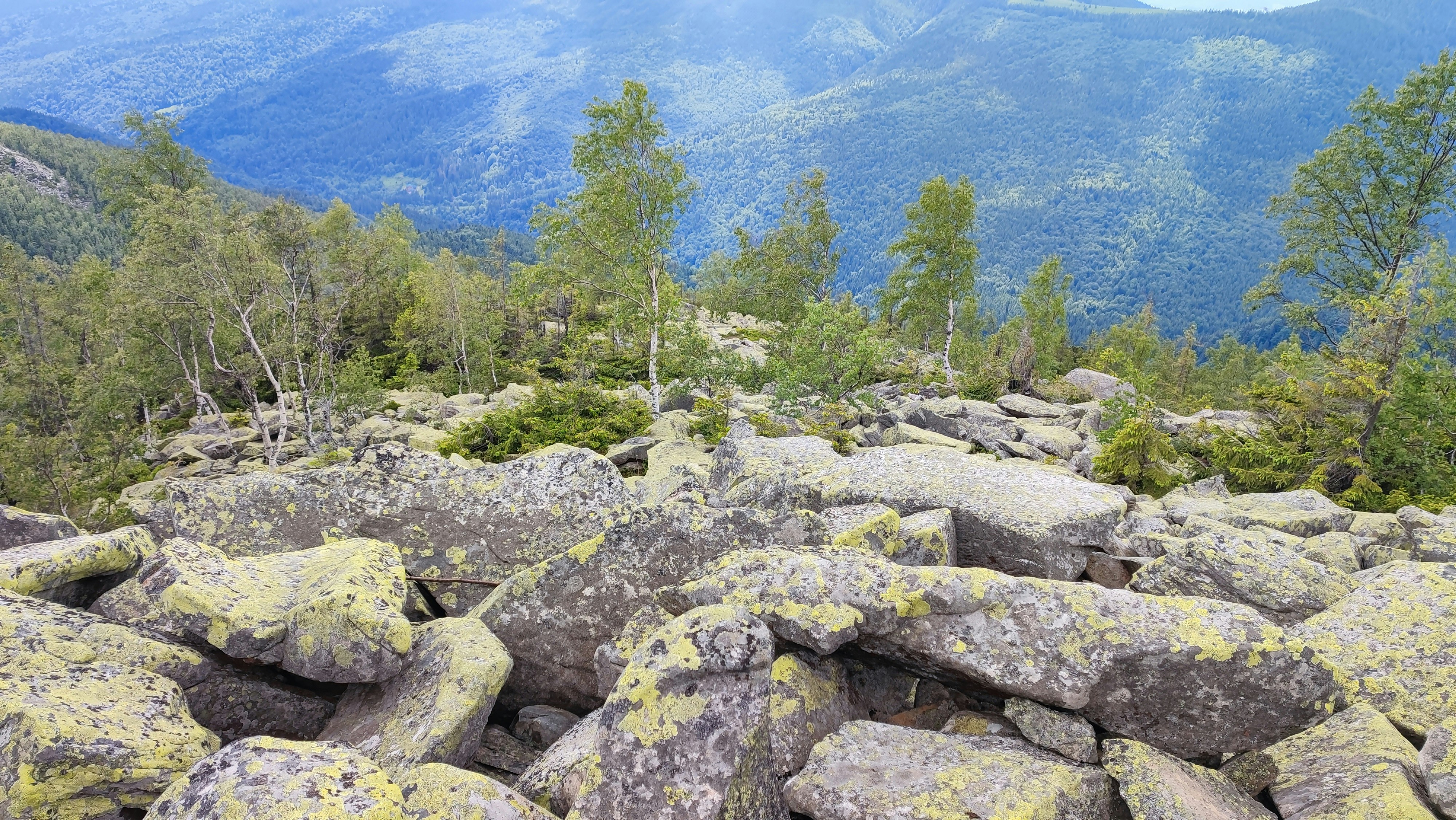 Lichen-streaked boulders Beneath a Pine‑studded Overlook