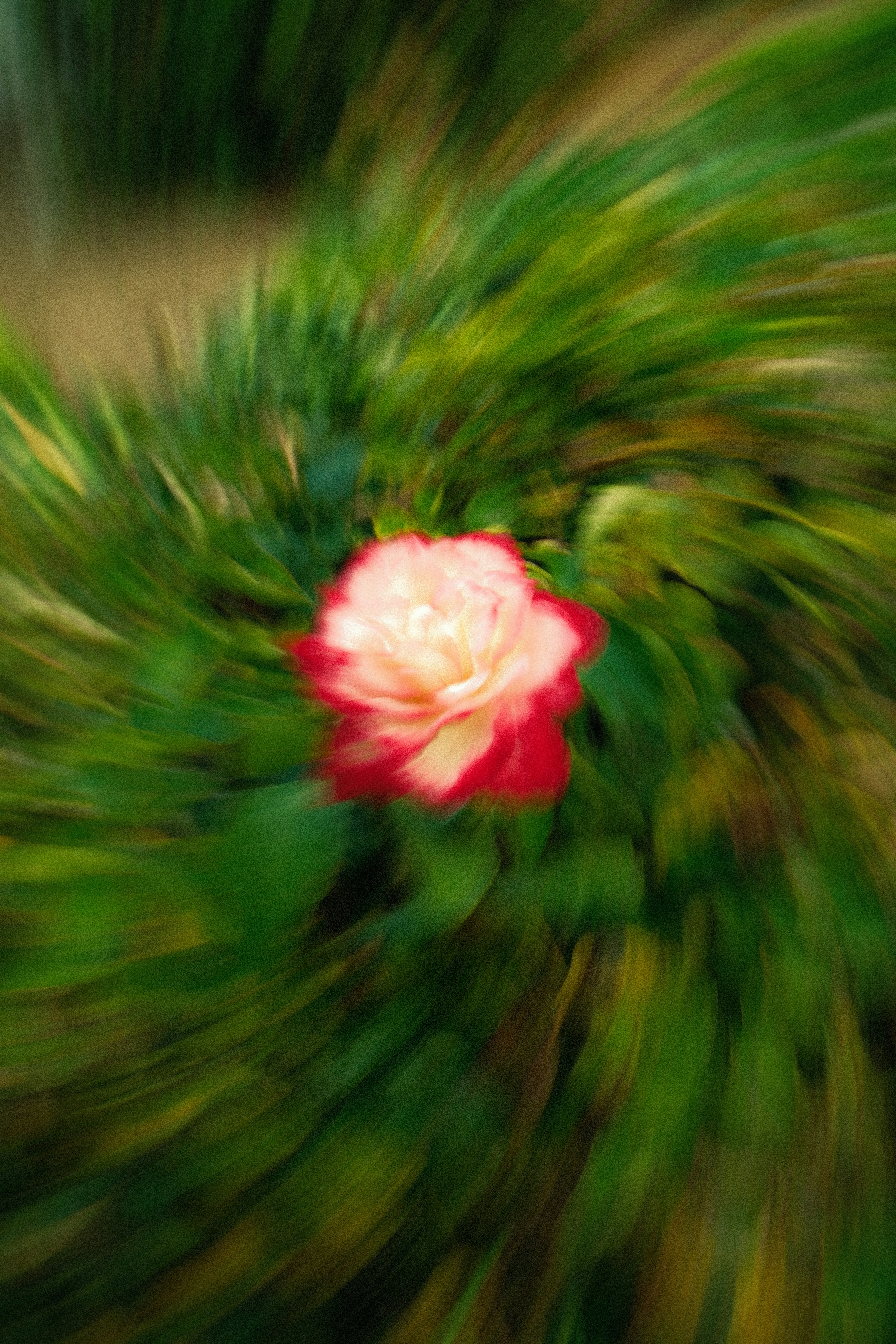 Petal in Motion: a blurred bloom at the center of a swirling garden