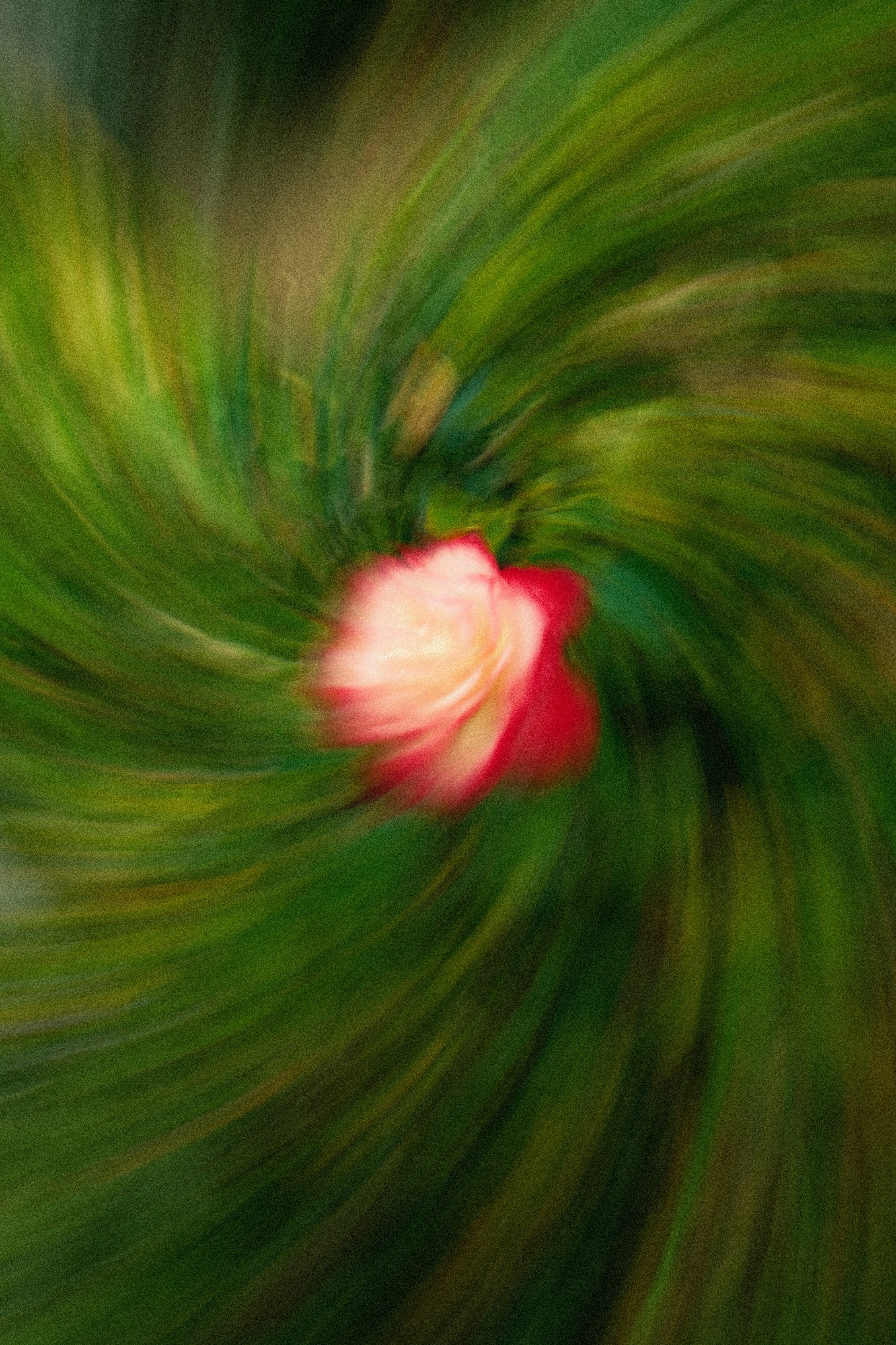 Whirlpool Bloom: a Blurred Red Petal in a Green Spiral