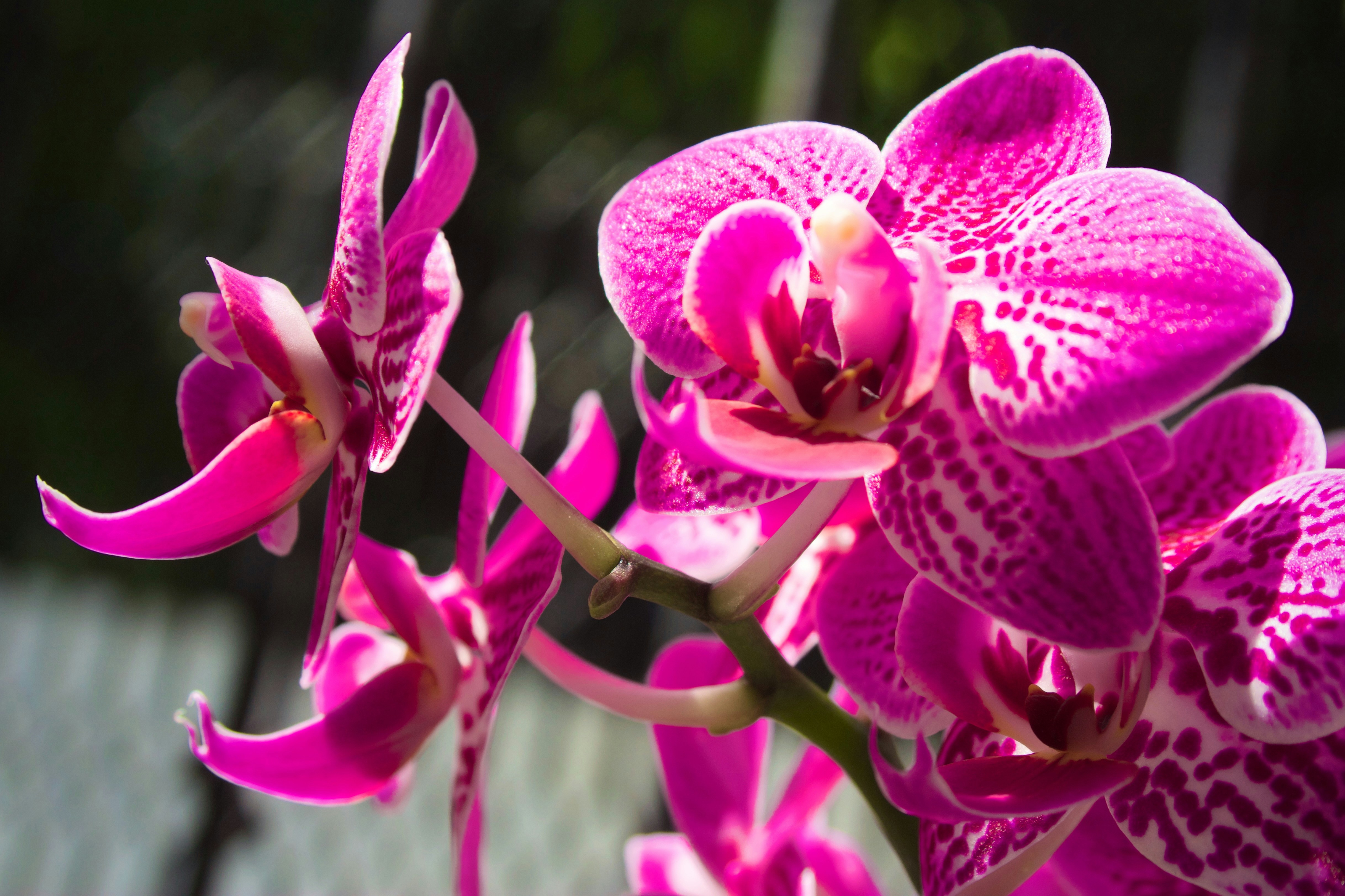 Vivid Orchid Close-Up: Magenta Petals in Focus Against Soft Backlight