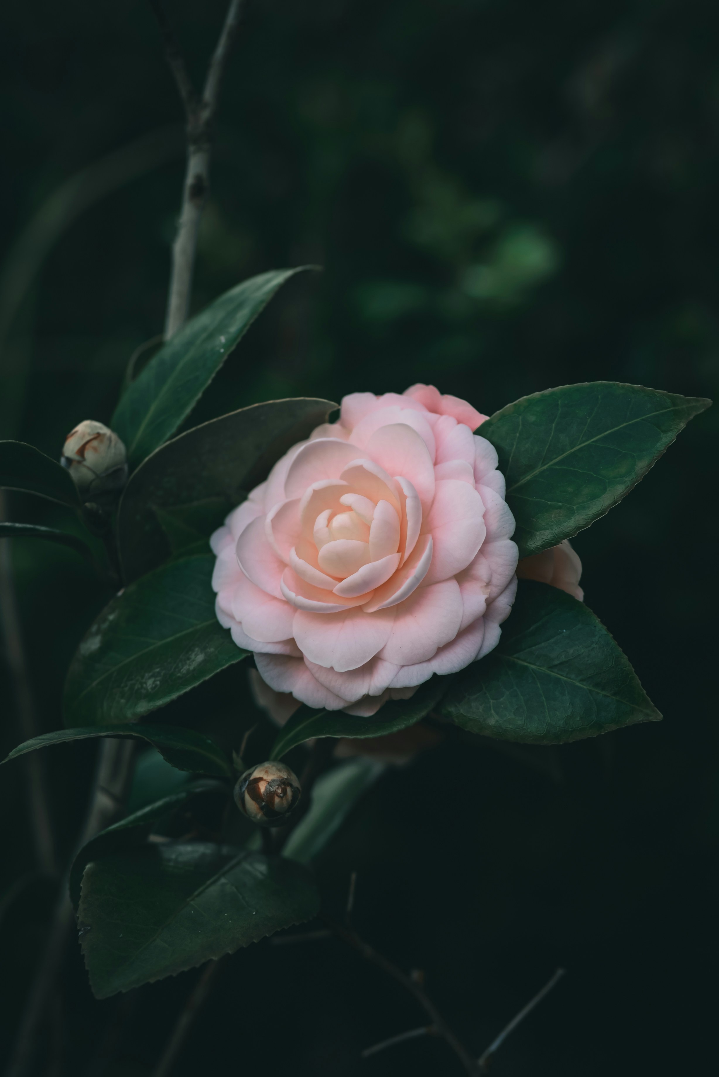 Soft-pink camellia blooms among dark green leaves, with subtle backlighting creating a moody garden portrait.