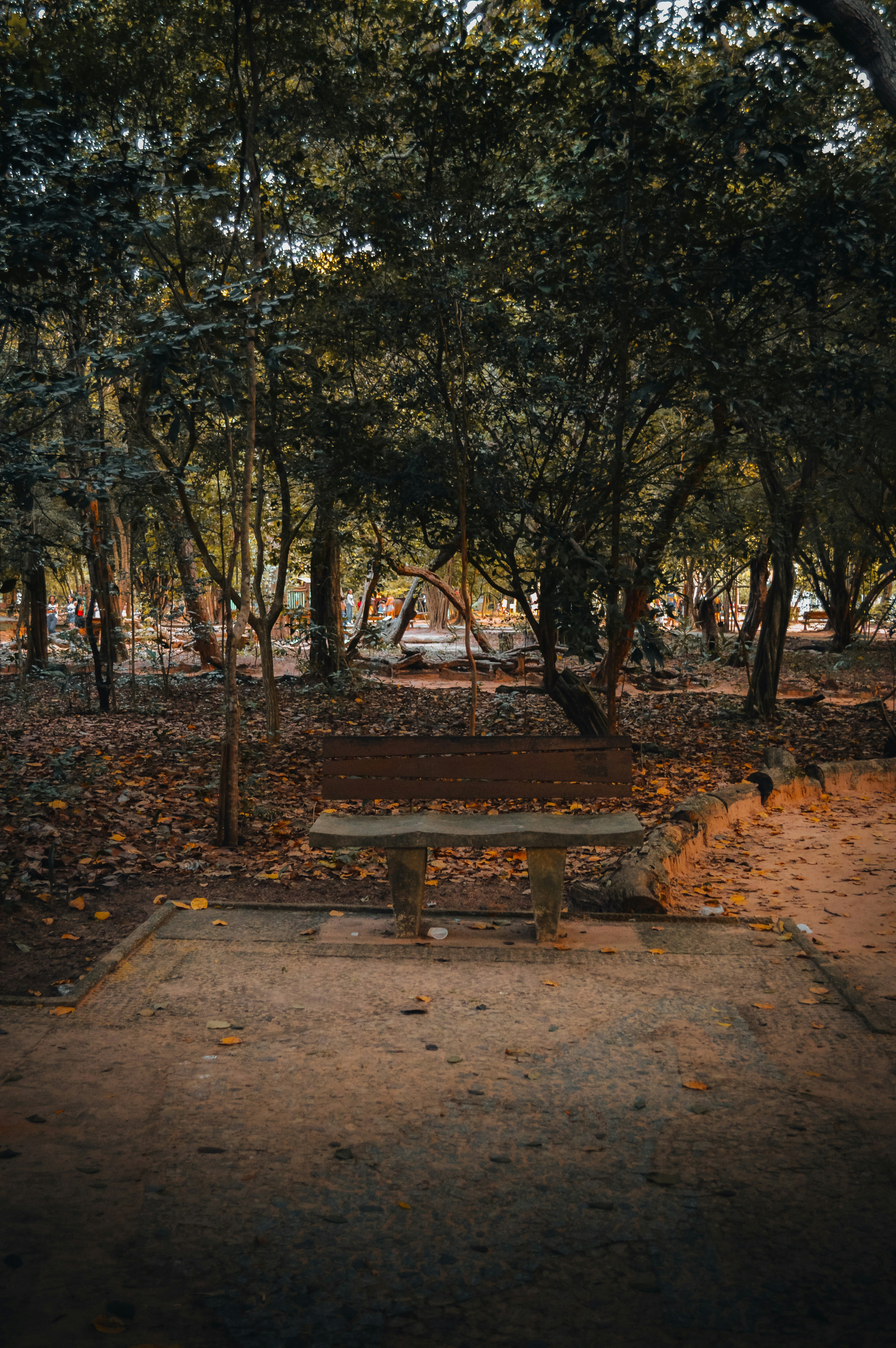 Autumn Bench at Dappled Park Edge