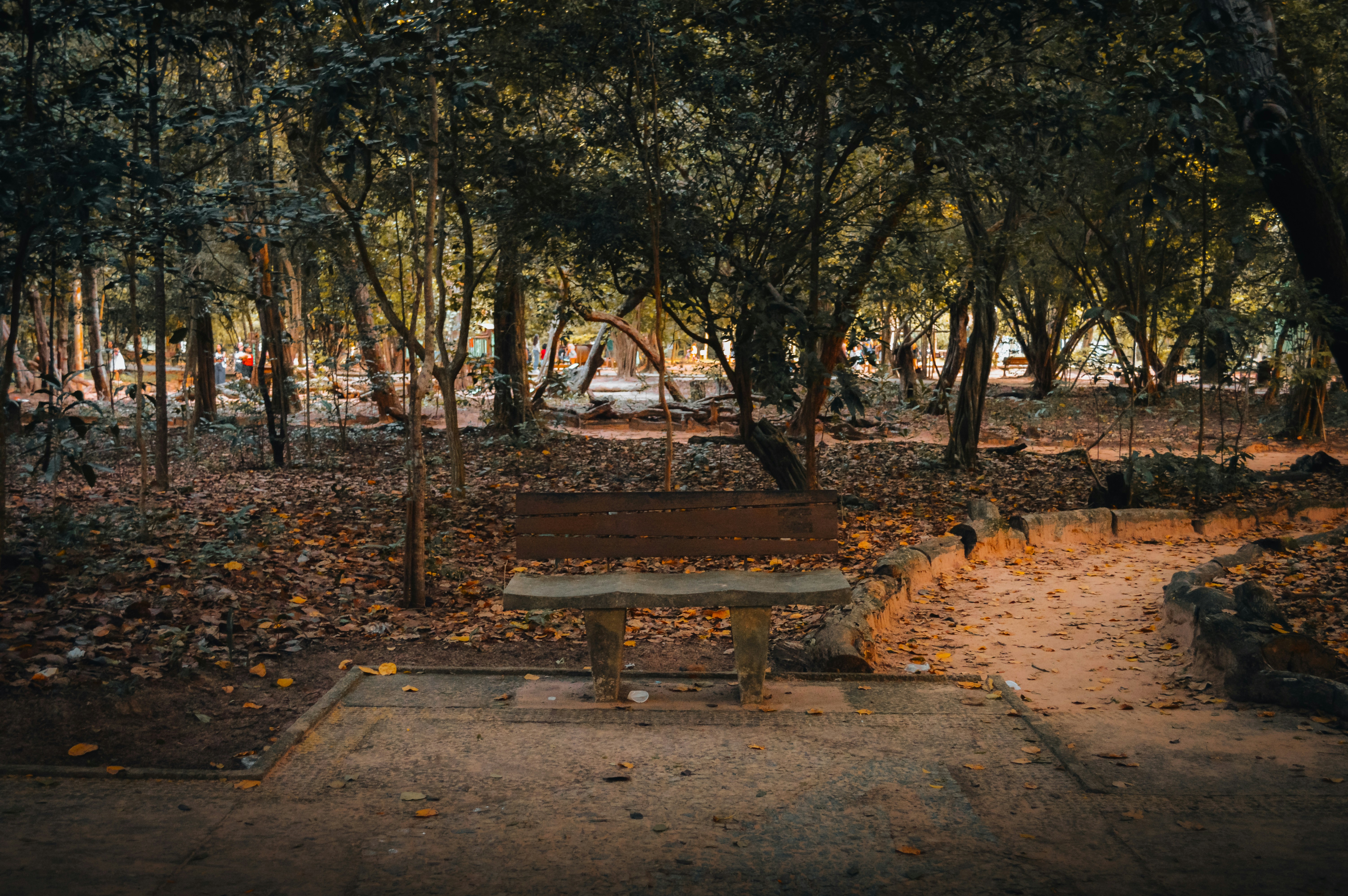 Autumn Quiet: A lone bench beneath the fading light