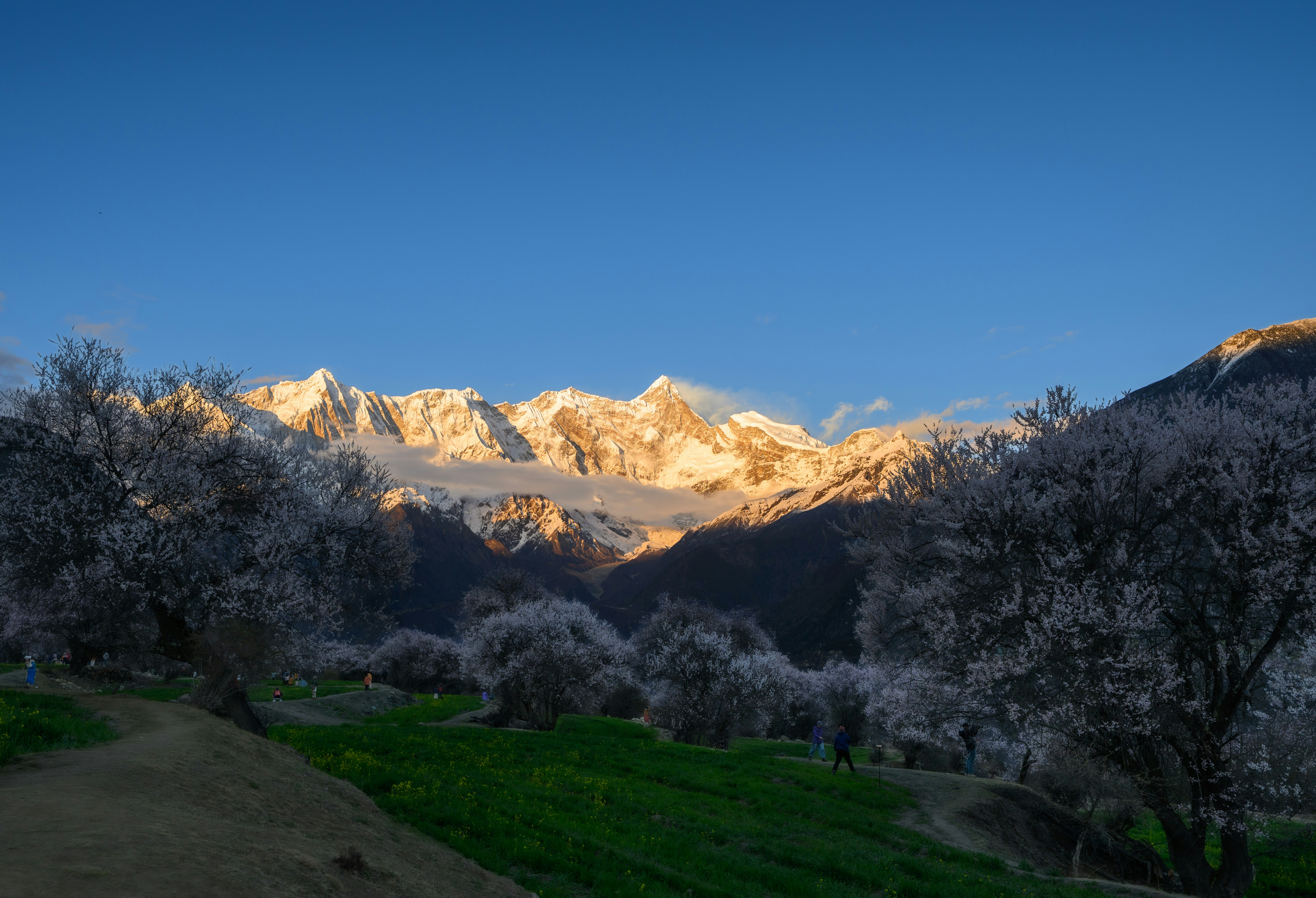 Snow-capped mountains glow over blooming trees and green fields.